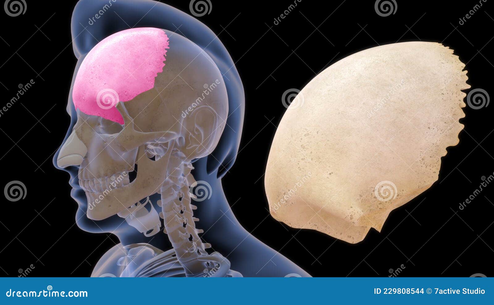 Human Skeleton Skull Bone - Frontal Stock Illustration - Illustration ...