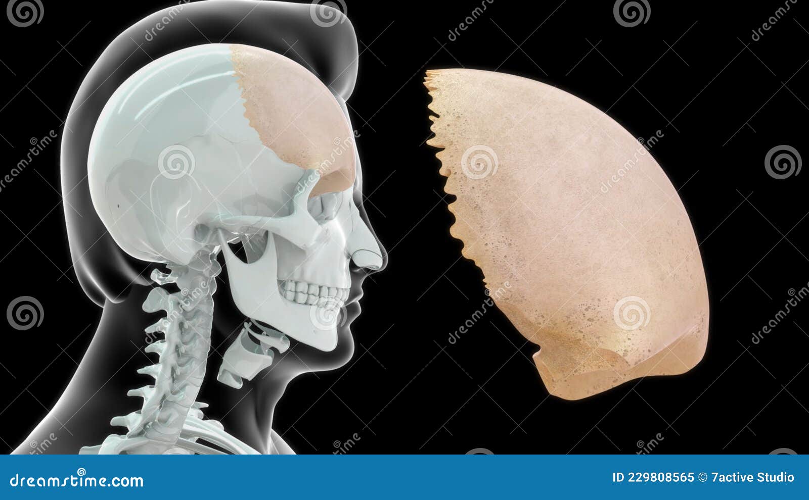 Human Skeleton Skull Bone - Frontal Stock Illustration - Illustration ...