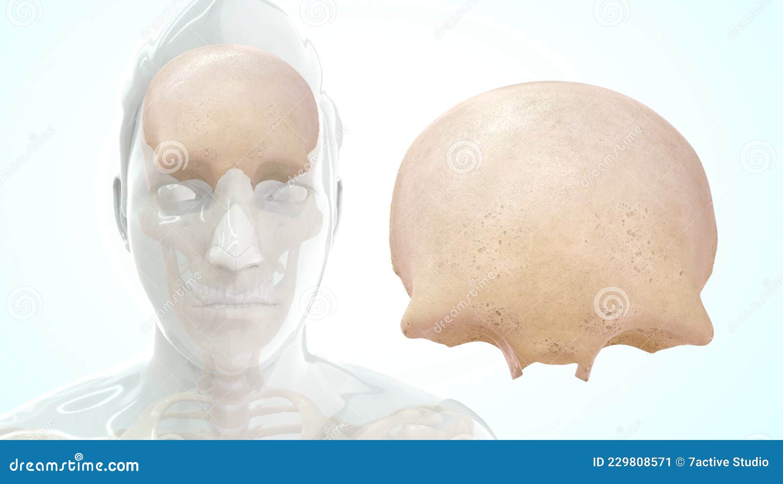 Human Skeleton Skull Bone - Frontal Stock Illustration - Illustration ...