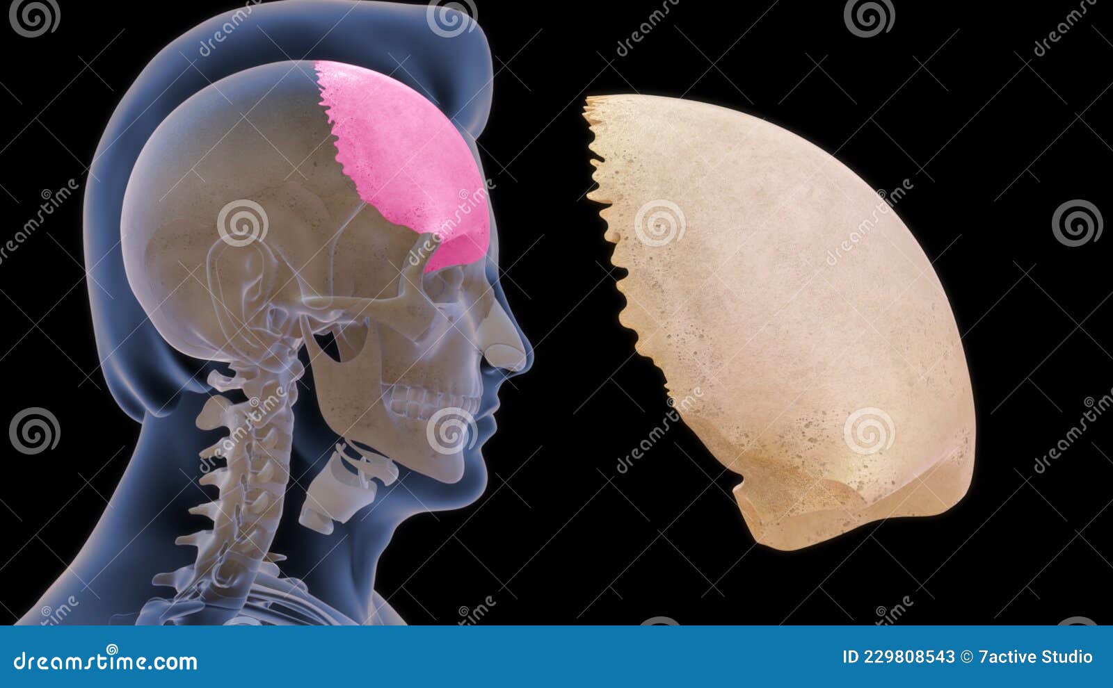 Human Skeleton Skull Bone - Frontal Stock Illustration - Illustration ...