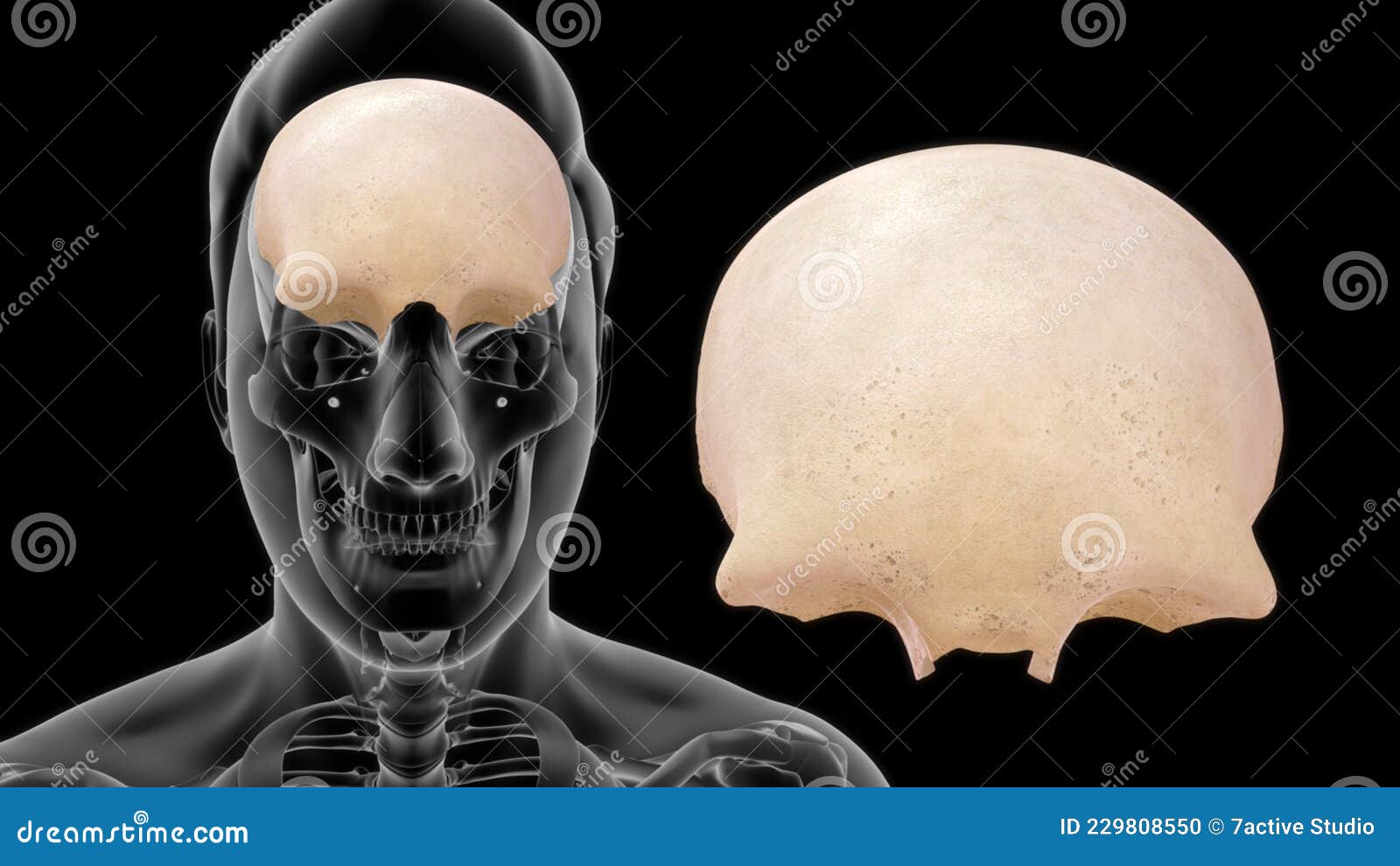 Human Skeleton Skull Bone - Frontal Stock Illustration - Illustration ...