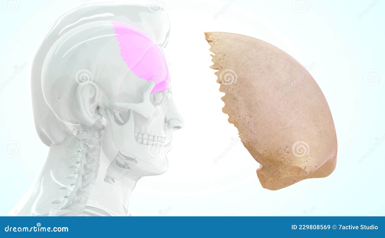 Human Skeleton Skull Bone - Frontal Stock Illustration - Illustration ...