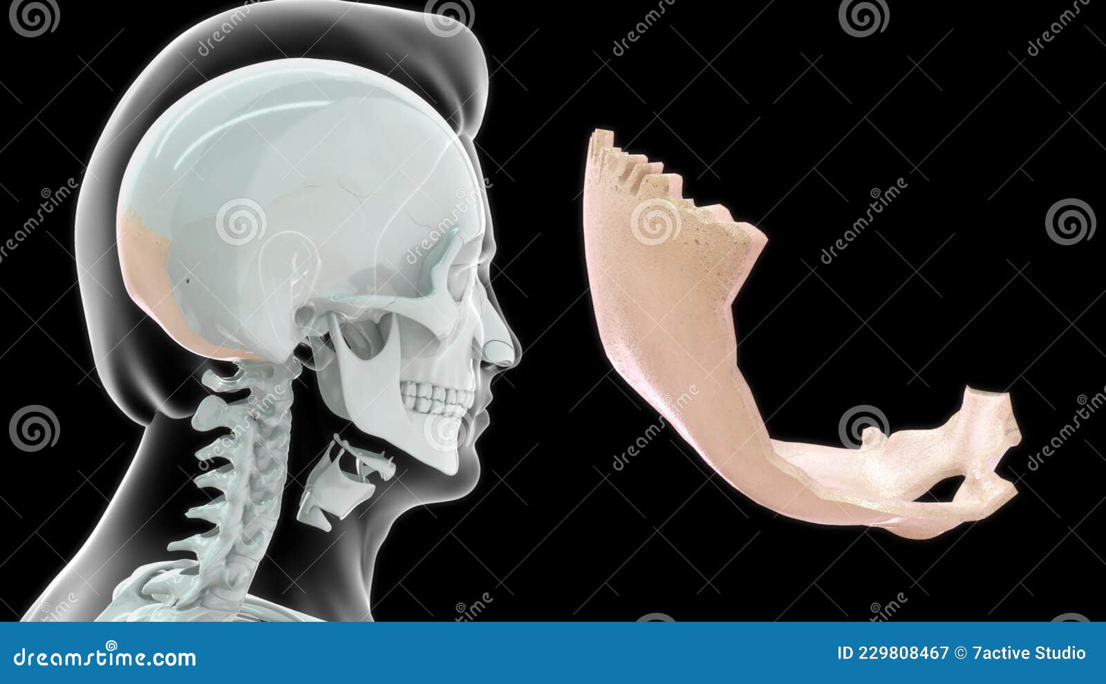 Human Skeleton Skull Bone - Occipital Bone Stock Illustration ...
