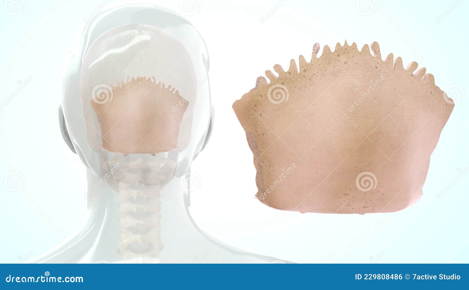 Human Skeleton Skull Bone - Occipital Bone Stock Illustration ...