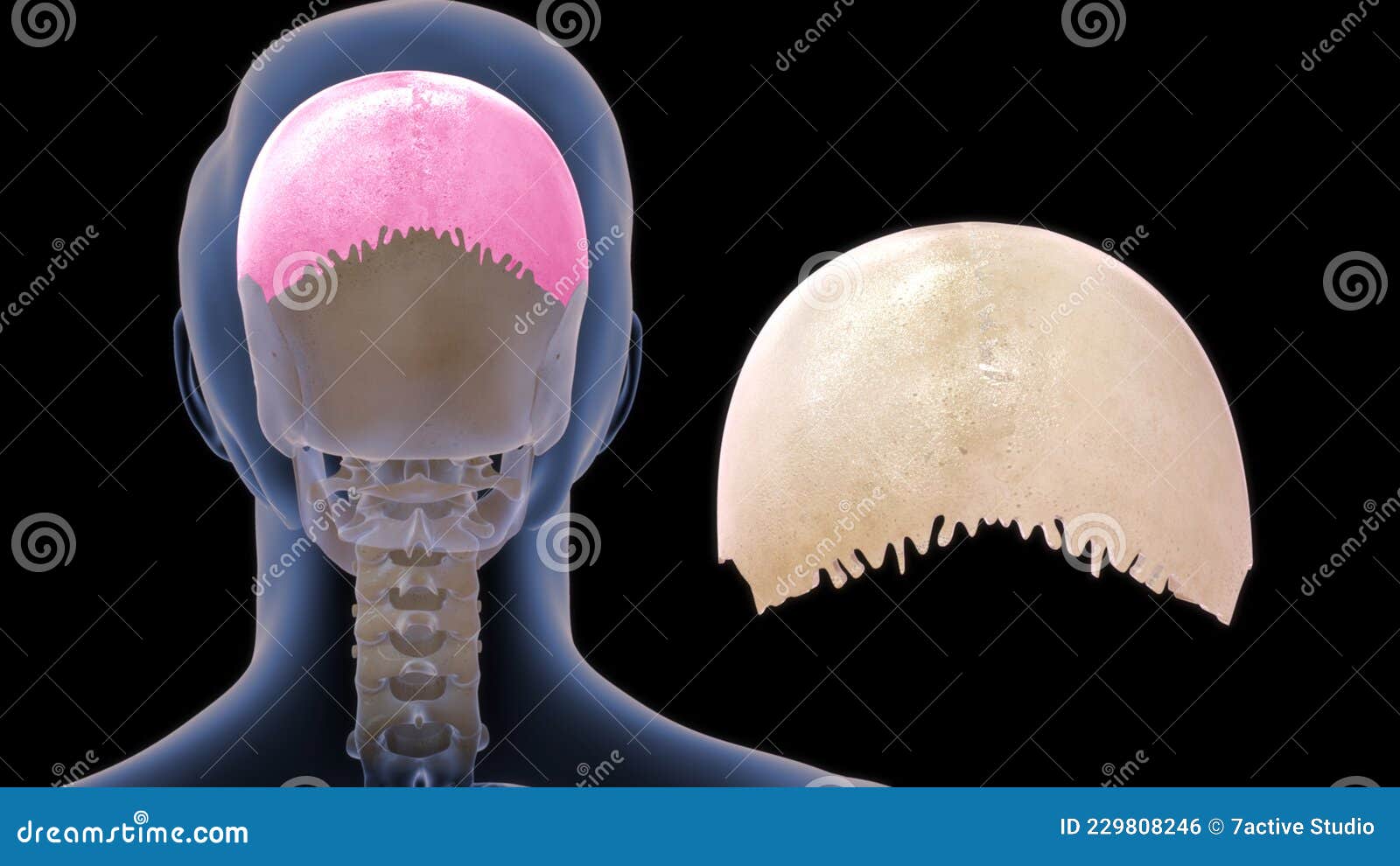 Human Skeleton Skull Bone - Parietal Bone Stock Illustration ...