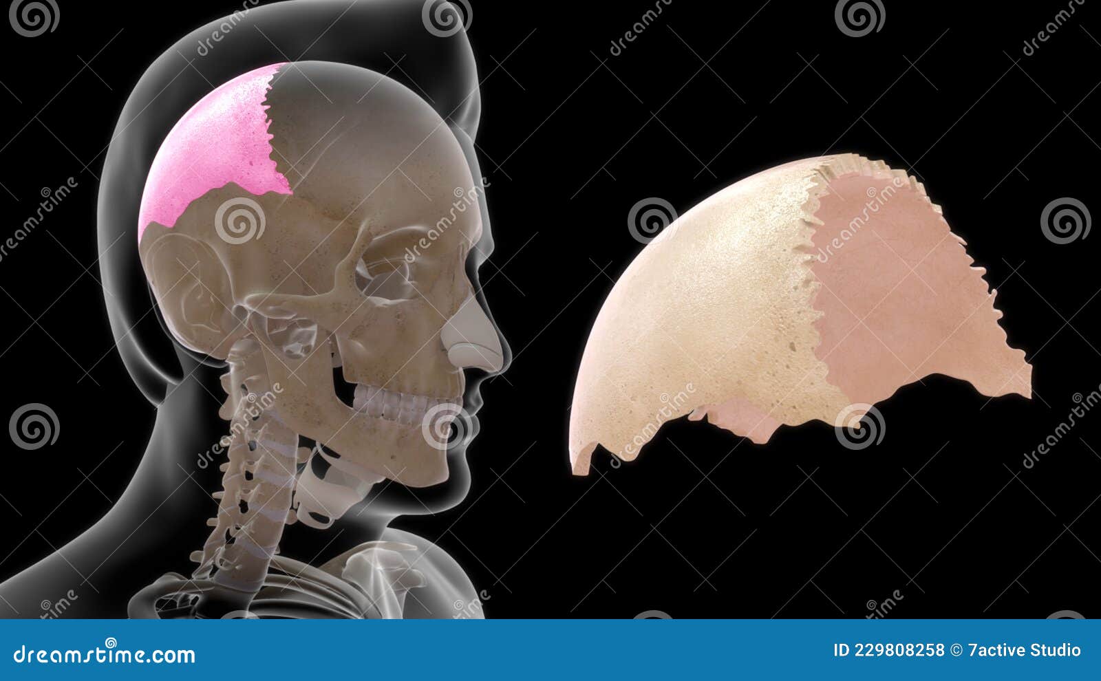 Human Skeleton Skull Bone - Parietal Bone Stock Illustration ...