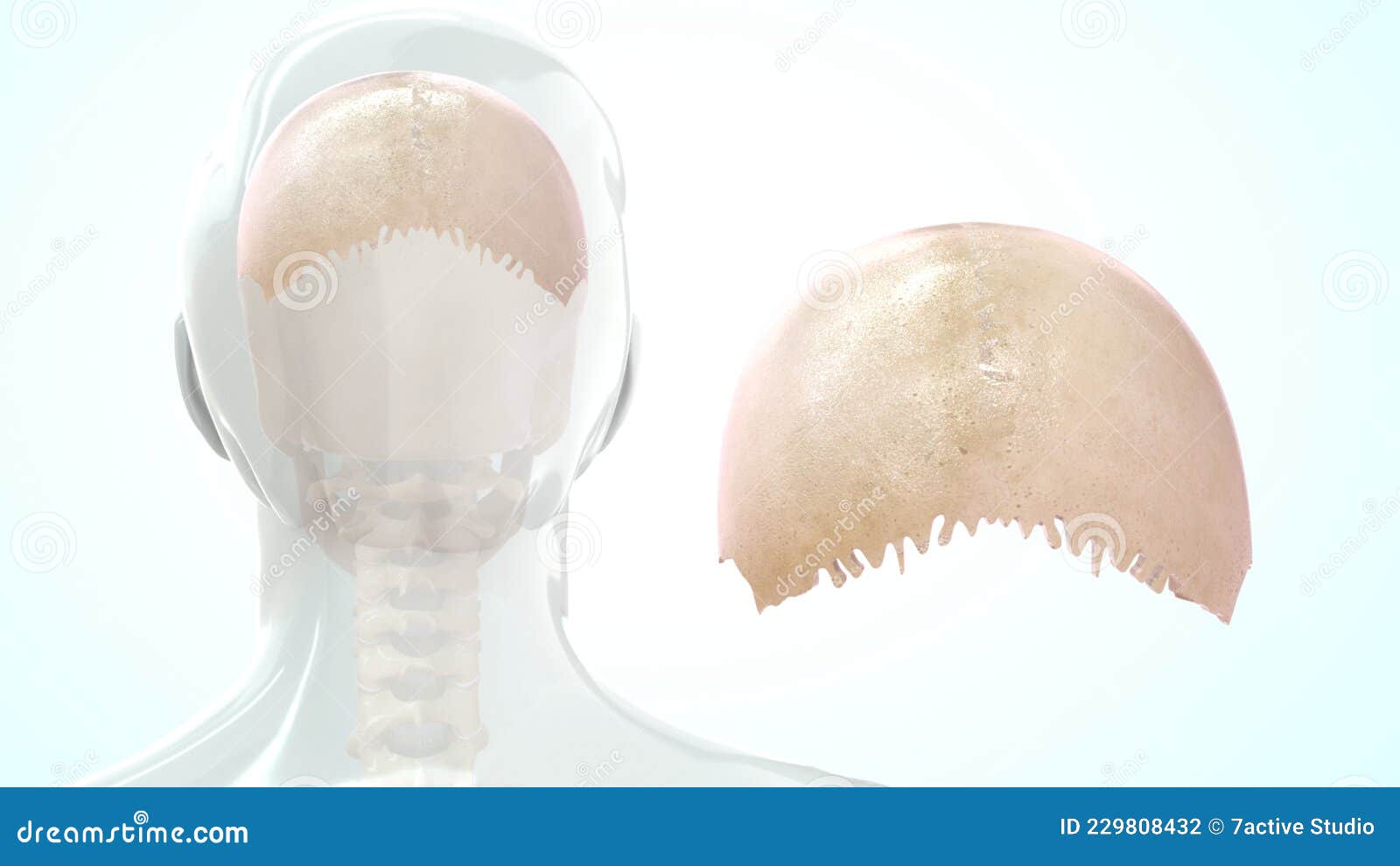 Human Skeleton Skull Bone - Parietal Bone Stock Illustration ...