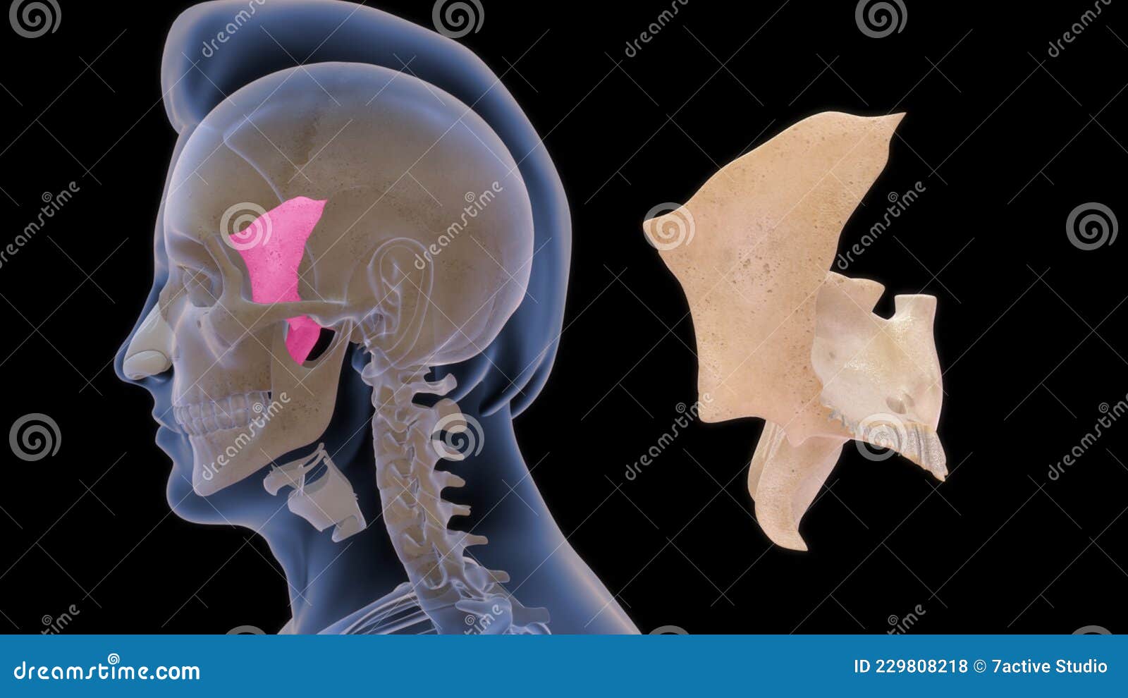 Human Skeleton Skull Bone - Sphenoid Bone Stock Illustration ...