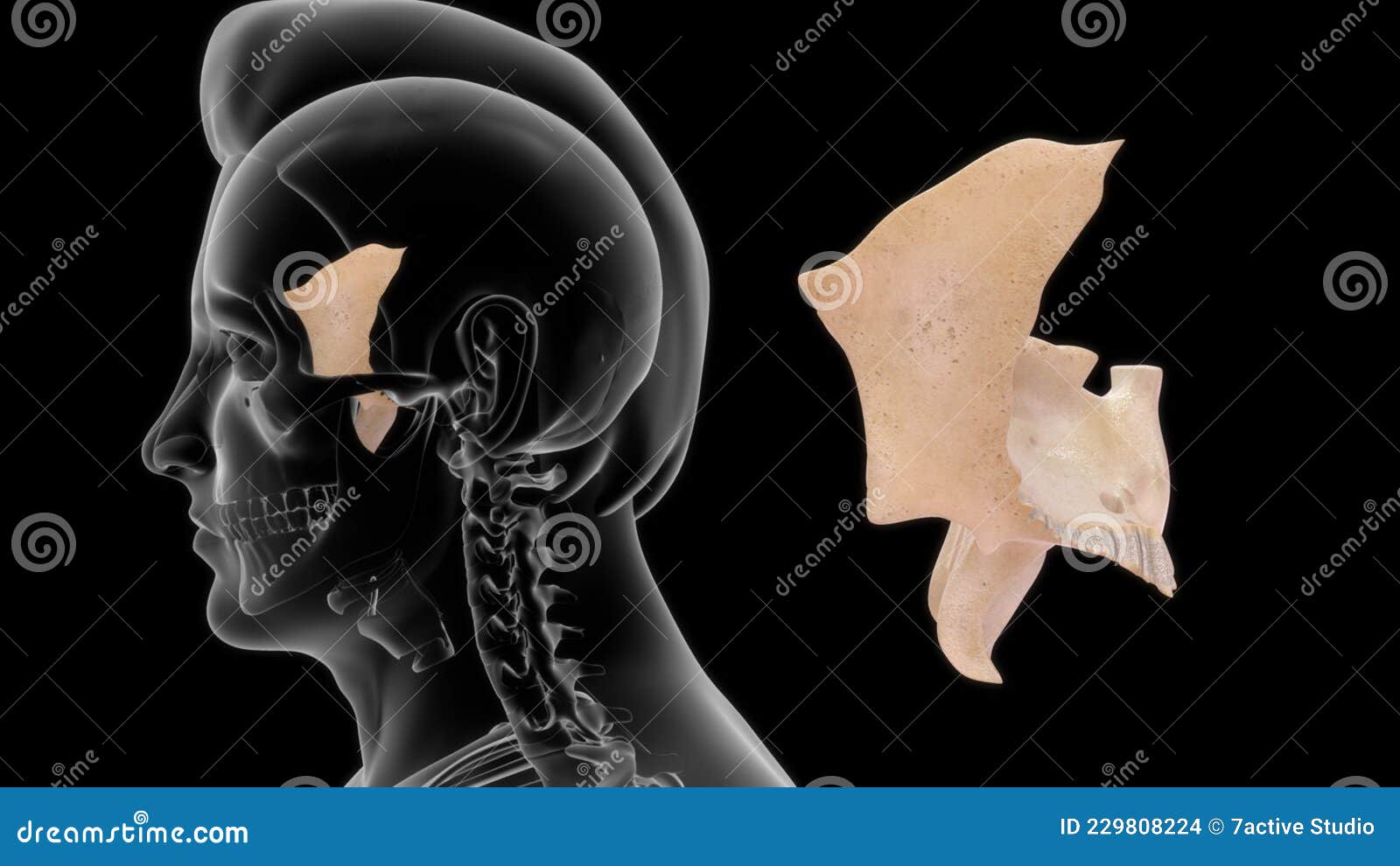 Sphenoid Bone On Skull
