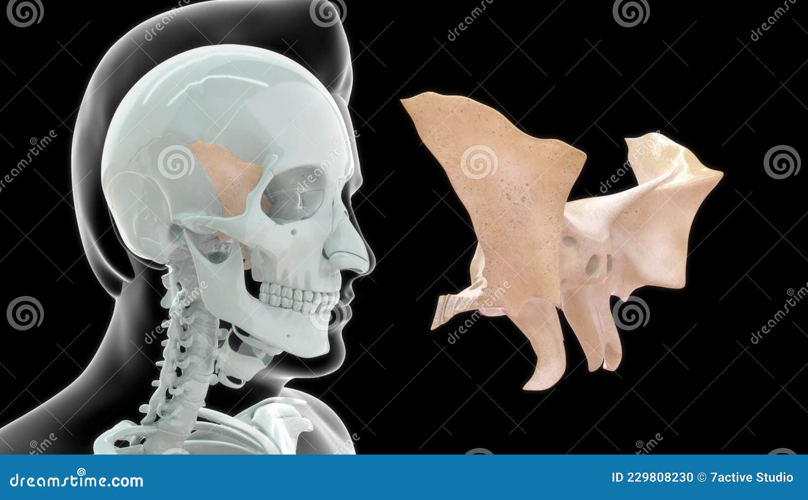 Human Skeleton Skull Bone - Sphenoid Bone Stock Illustration ...
