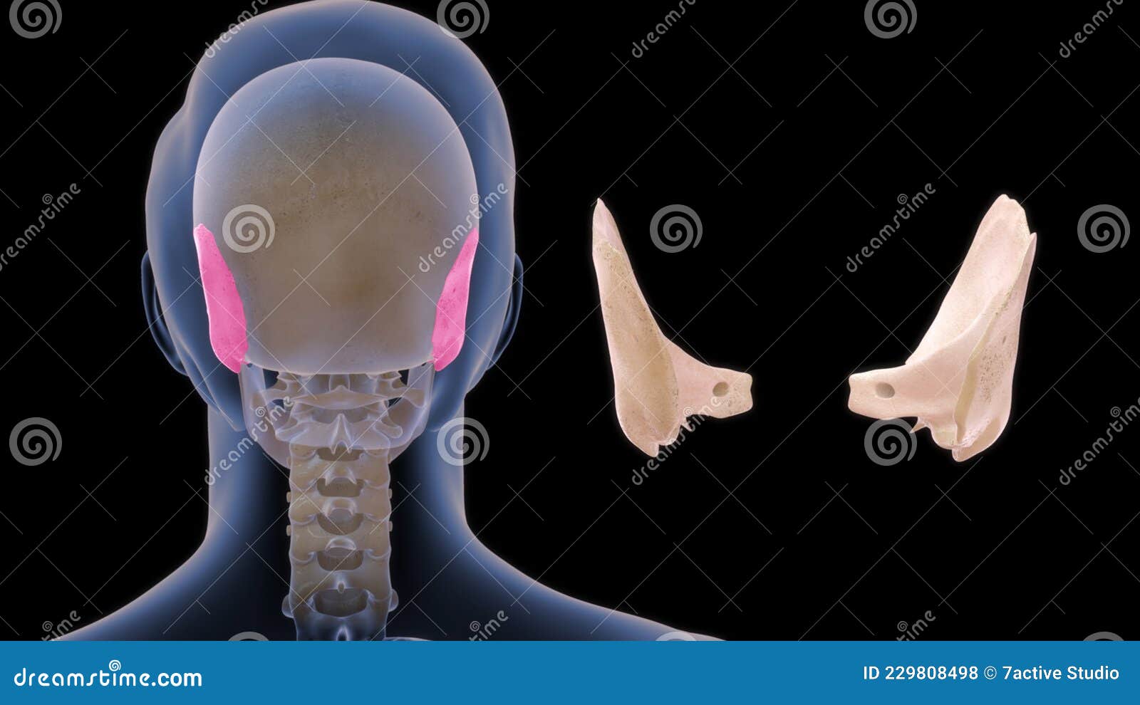 Human Skeleton Skull Bone - Temporal Bone Stock Illustration ...