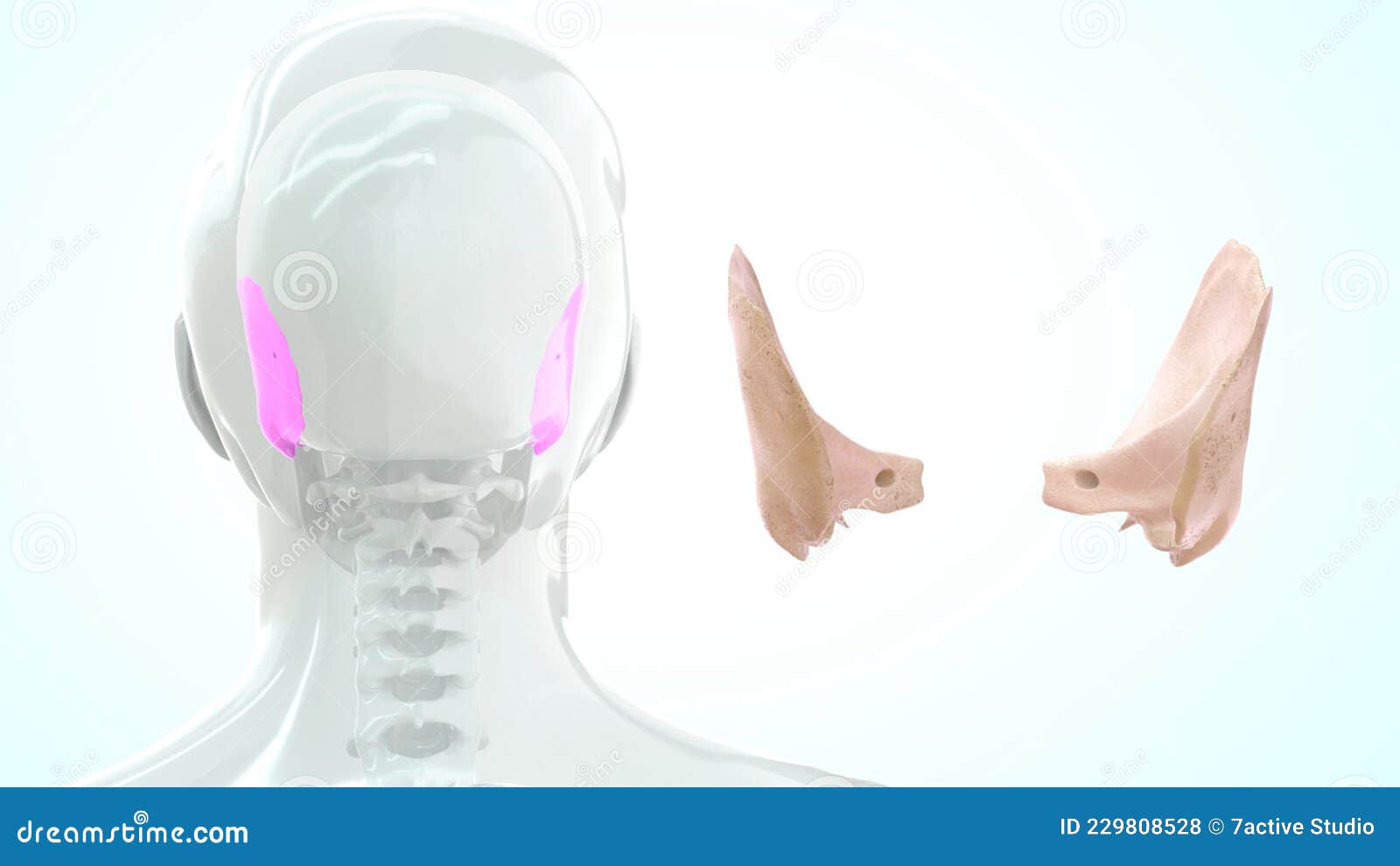 Human Skeleton Skull Bone - Temporal Bone Stock Illustration ...