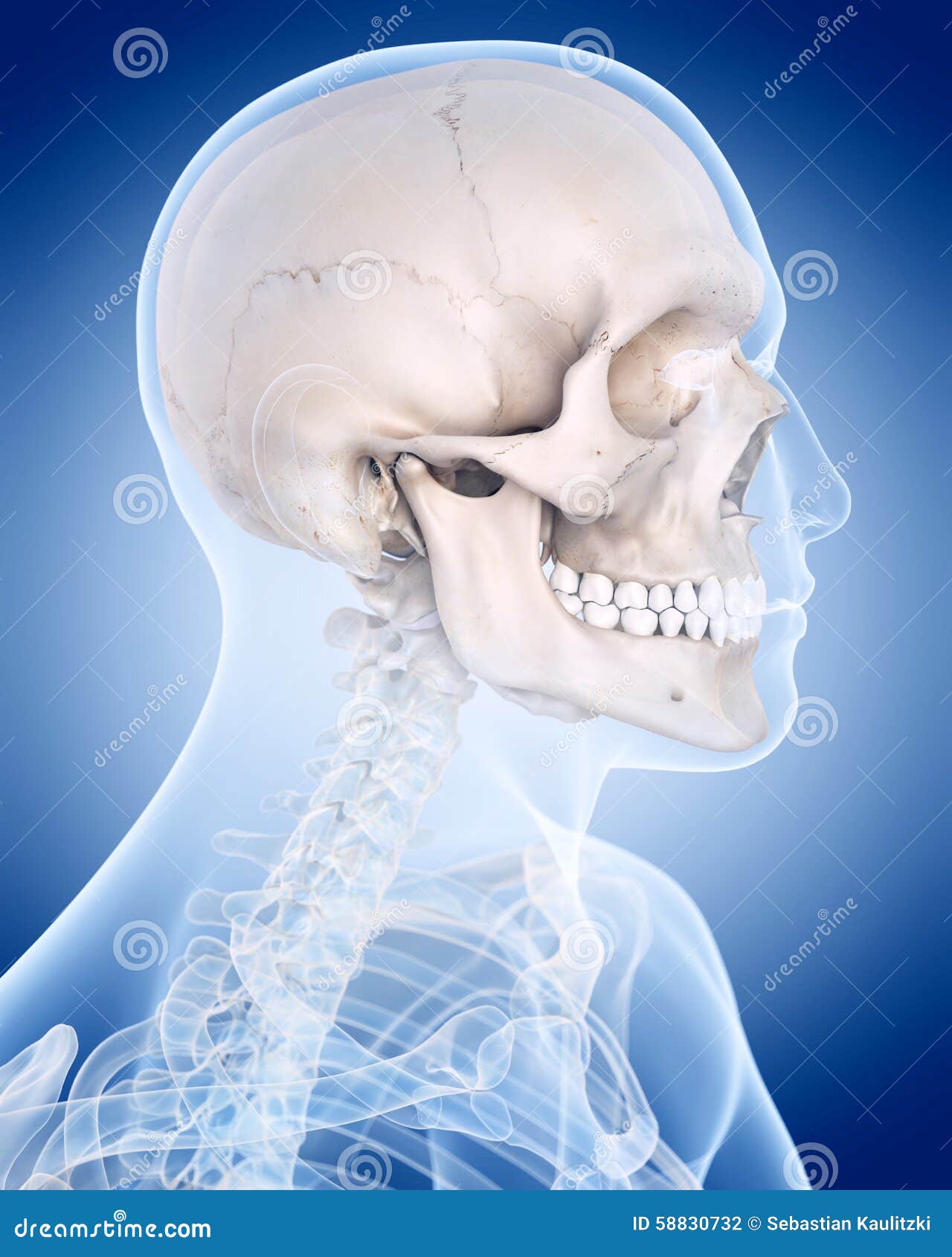 Skeleton Skull Temporal Bone Anatomy 3D Illustration Stock Photo ...