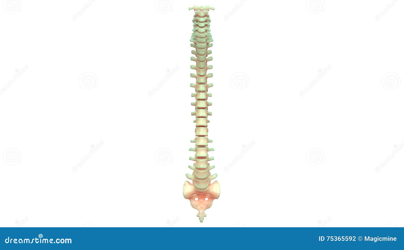 Human Skeleton Spinal Cord Anatomy Stock Illustration - Illustration of ...
