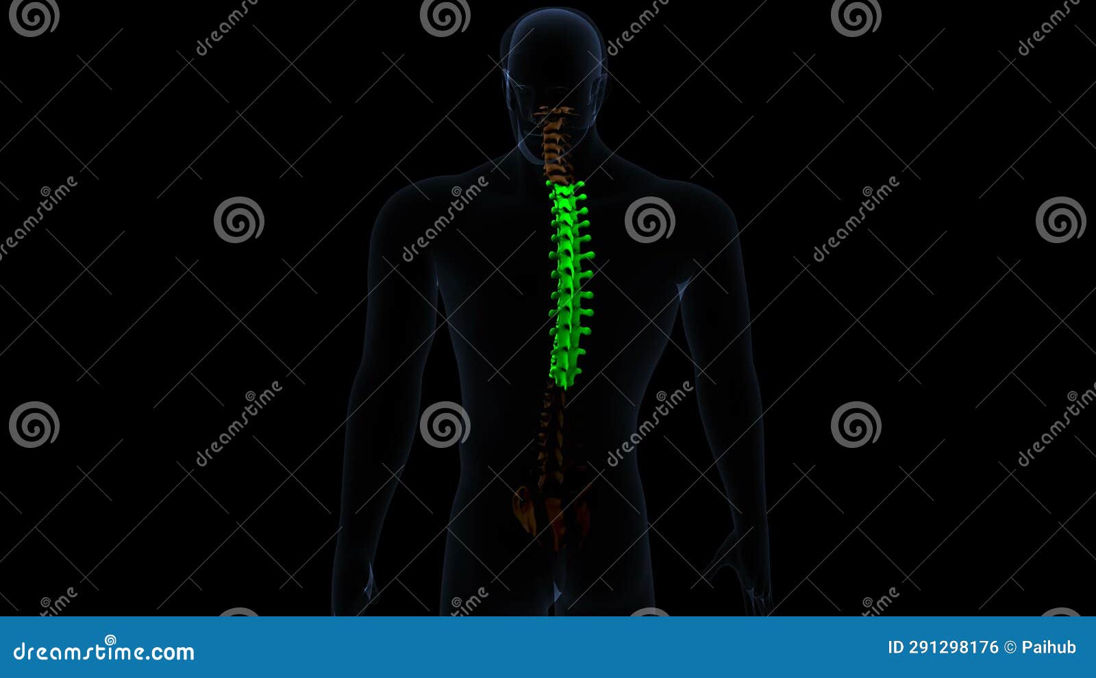 Human Skeleton Spine Bone Anatomy. 3d Illustration Stock Footage ...