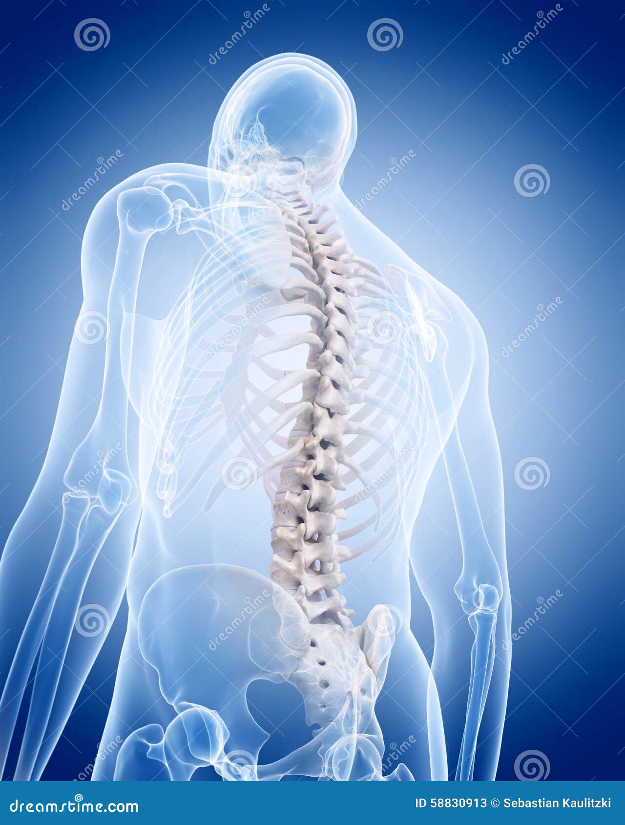 Skeleton Spine Structure Of The 6th Vertebra Stock Image ...