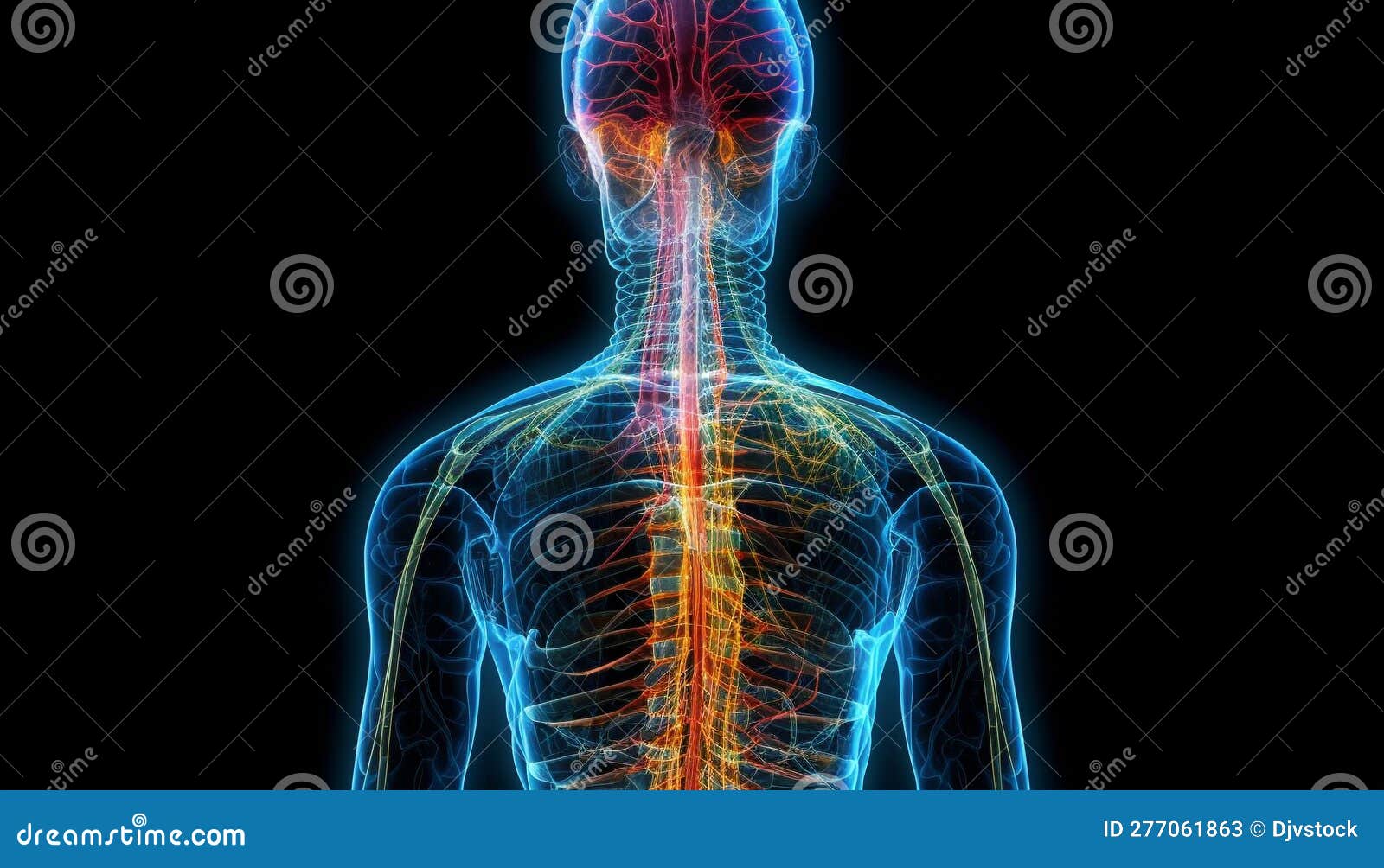 Human Skeleton, Spine, and Rib Cage X Ray Generated by AI Stock ...