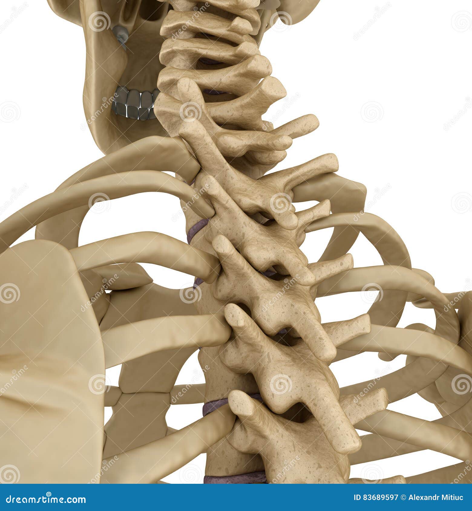 Human Skeleton, Spine And Scapula Stock Illustration | CartoonDealer ...