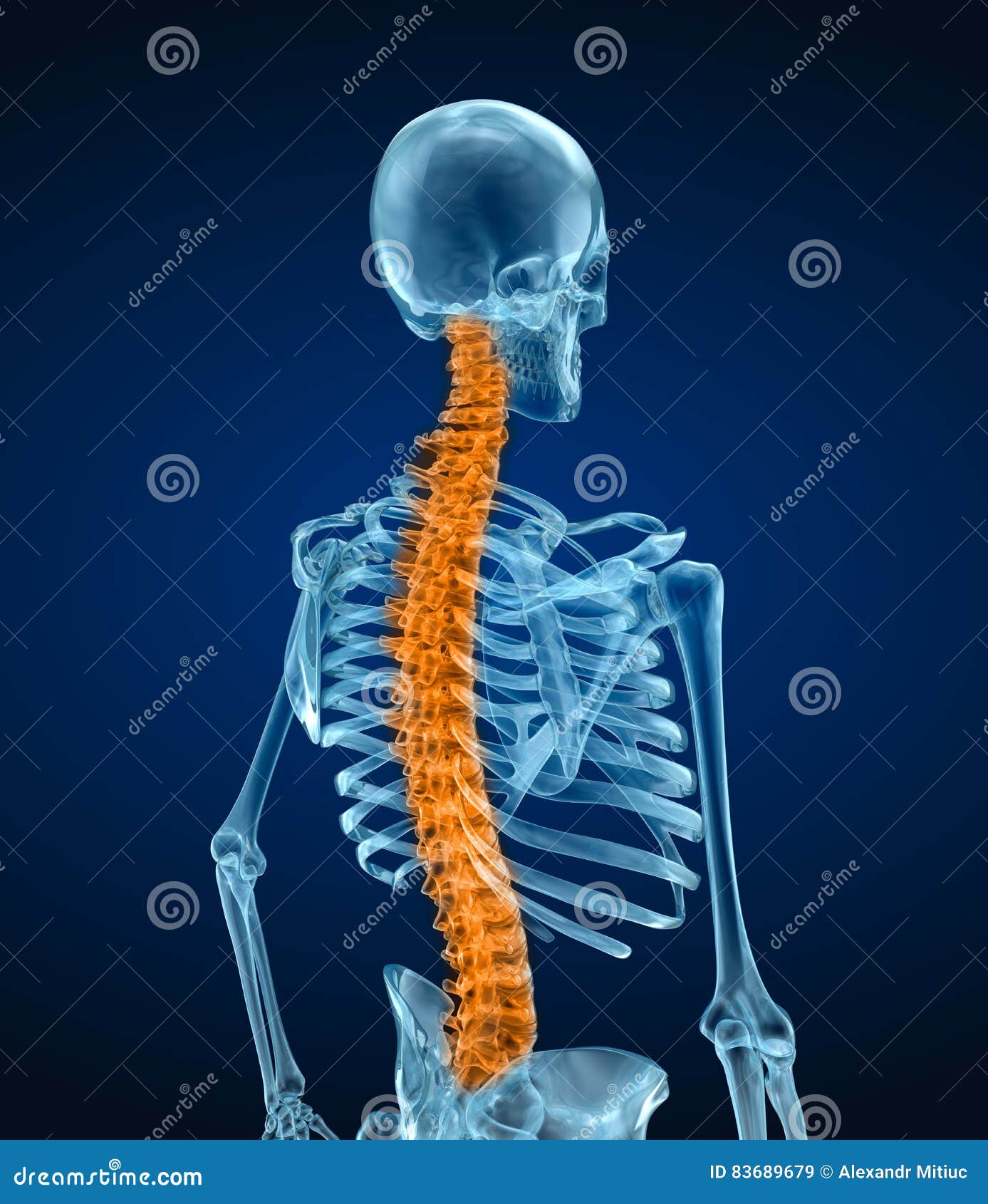 Human Skeleton Backbone