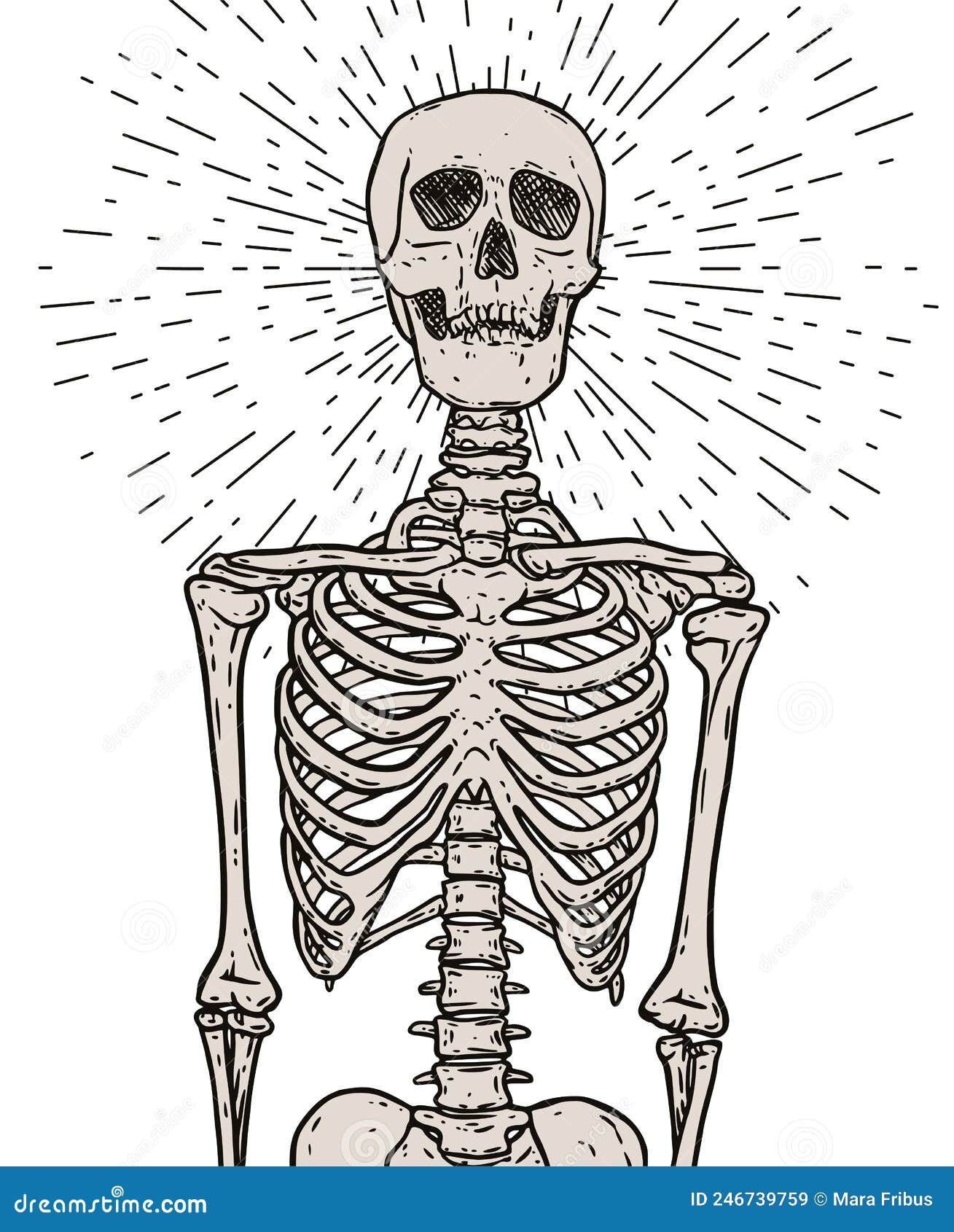 Human Skeleton Standing with Rays of Light Stock Vector - Illustration ...