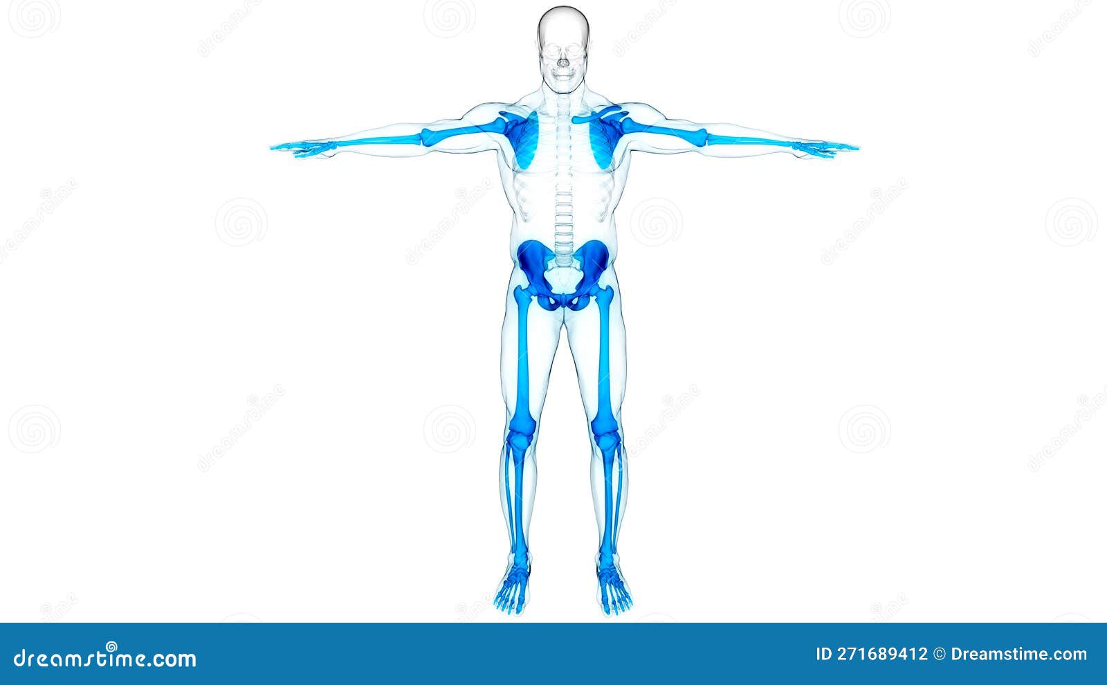 Human Skeleton System Appendicular Skeleton Bone Joints Anatomy Stock ...