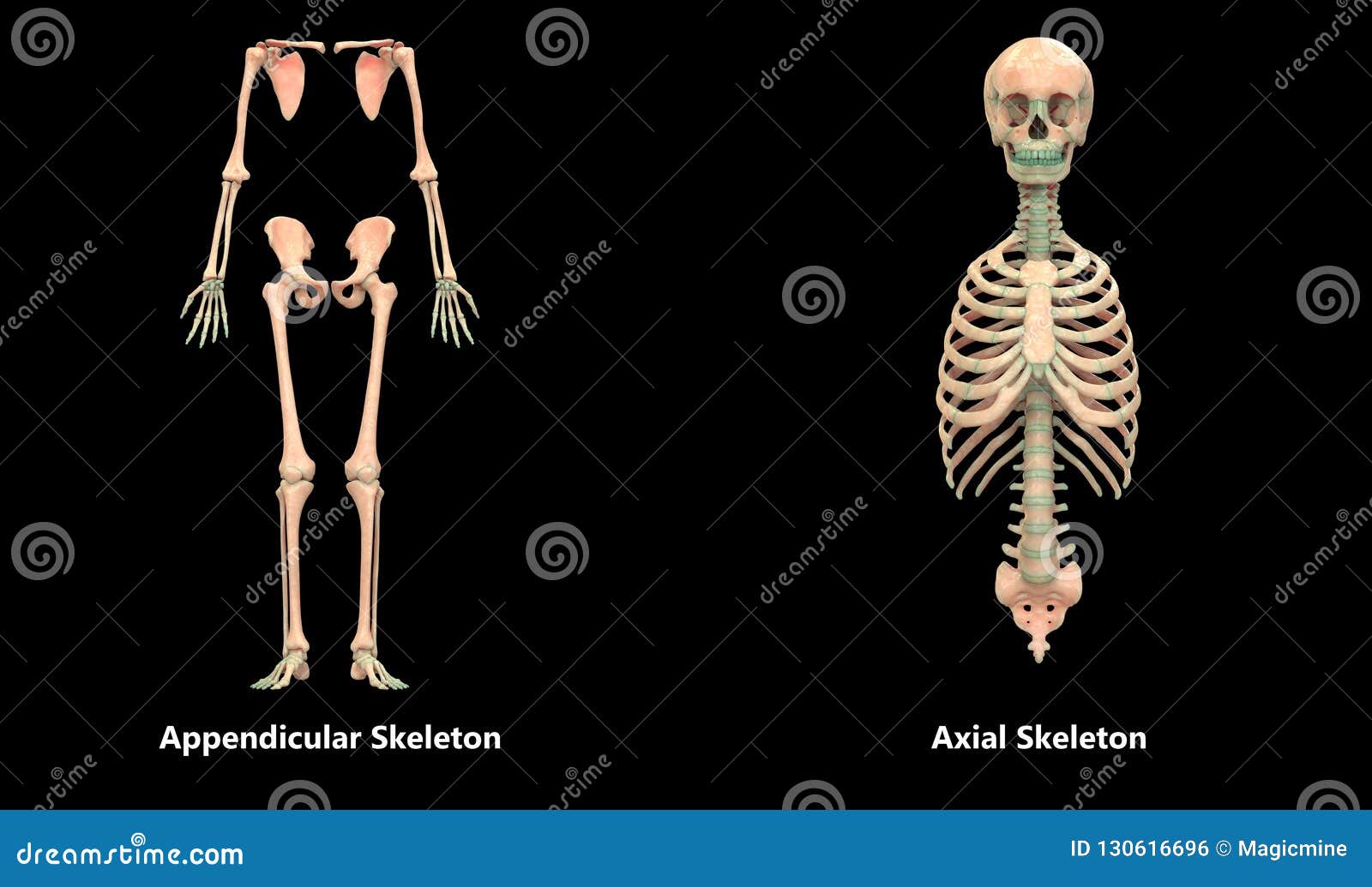 Human Skeleton System Appendicular Skeleton and Axial Skeleton Anatomy ...