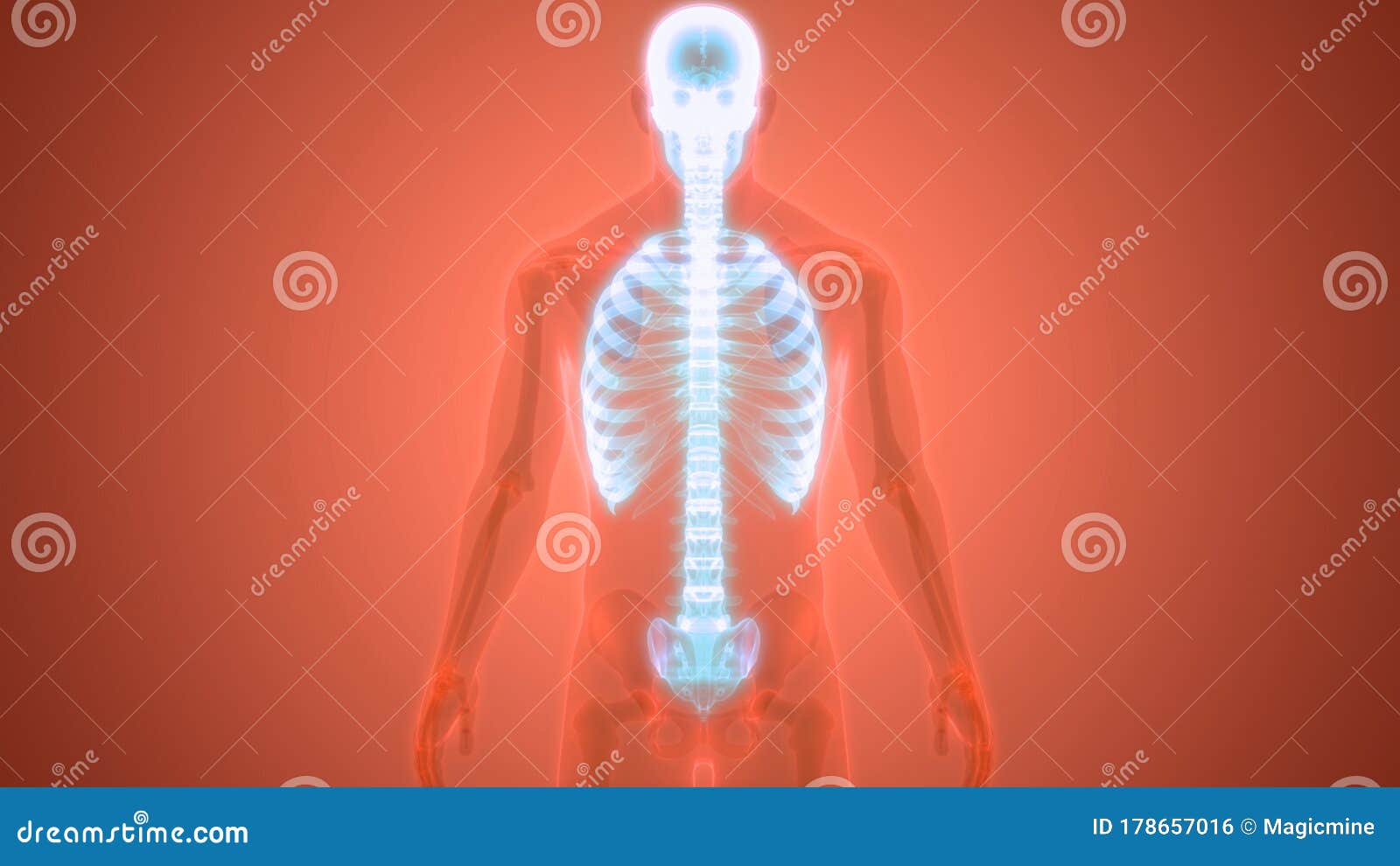 Human Skeleton System Axial Skeleton Anatomy Stock Photography ...