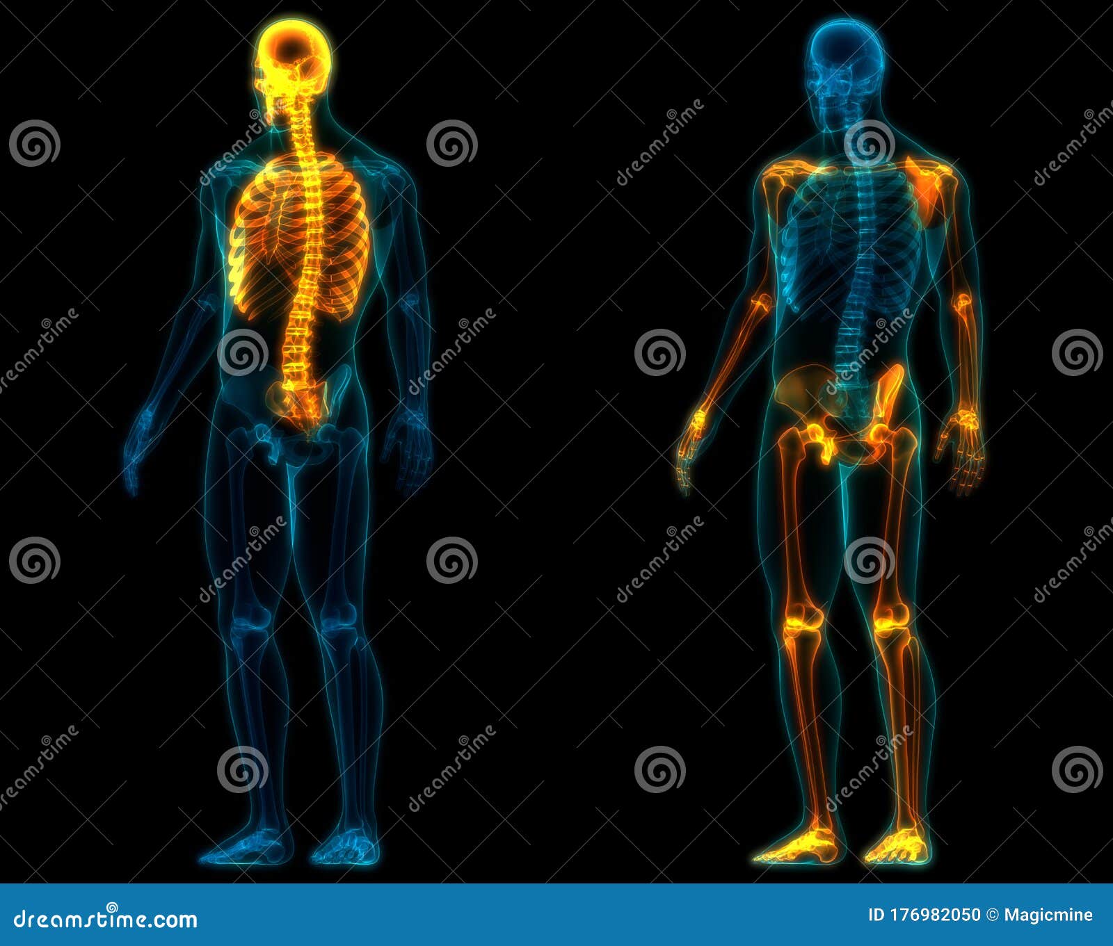 Human Skeleton System Axial and Appendicular Skeleton Anatomy Stock ...