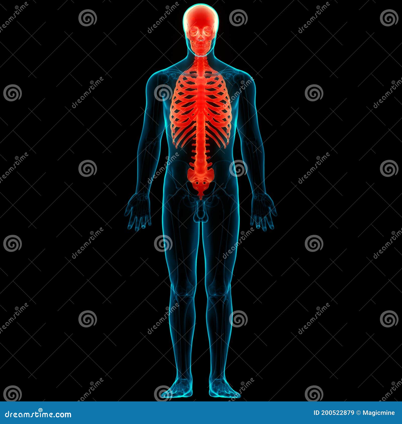 Human Skeleton System Axial Skeleton Bone Joints Anatomy Royalty-Free ...