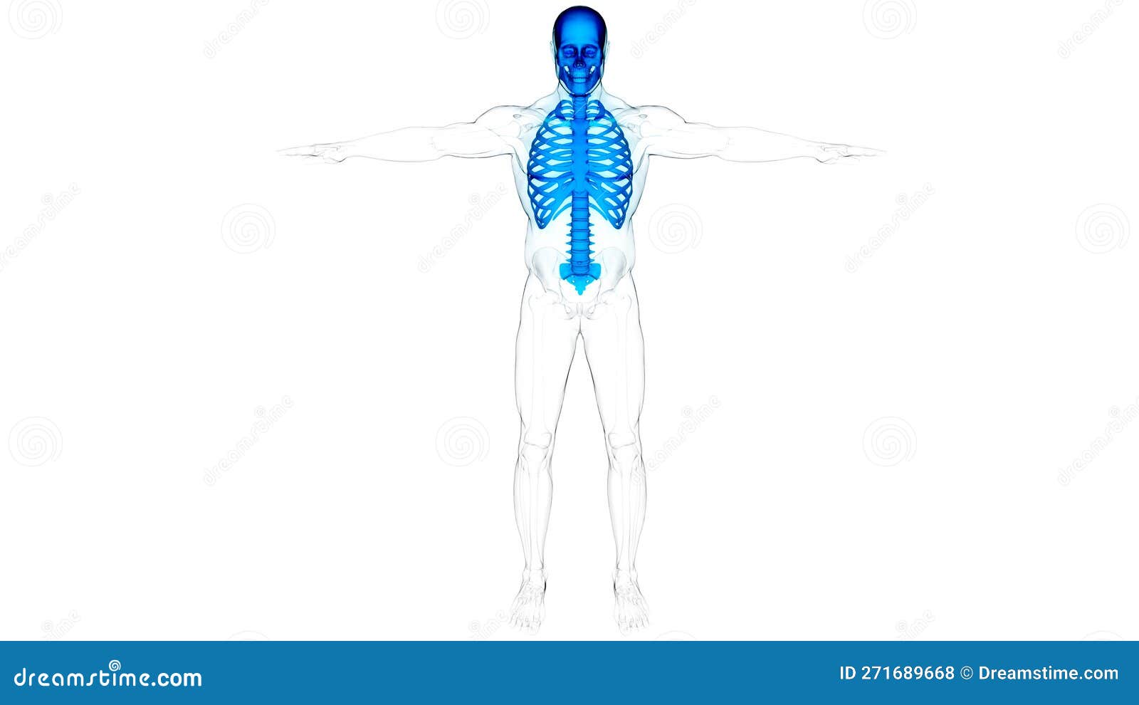 Human Skeleton System Axial Skeleton Bone Joints Anatomy Stock ...