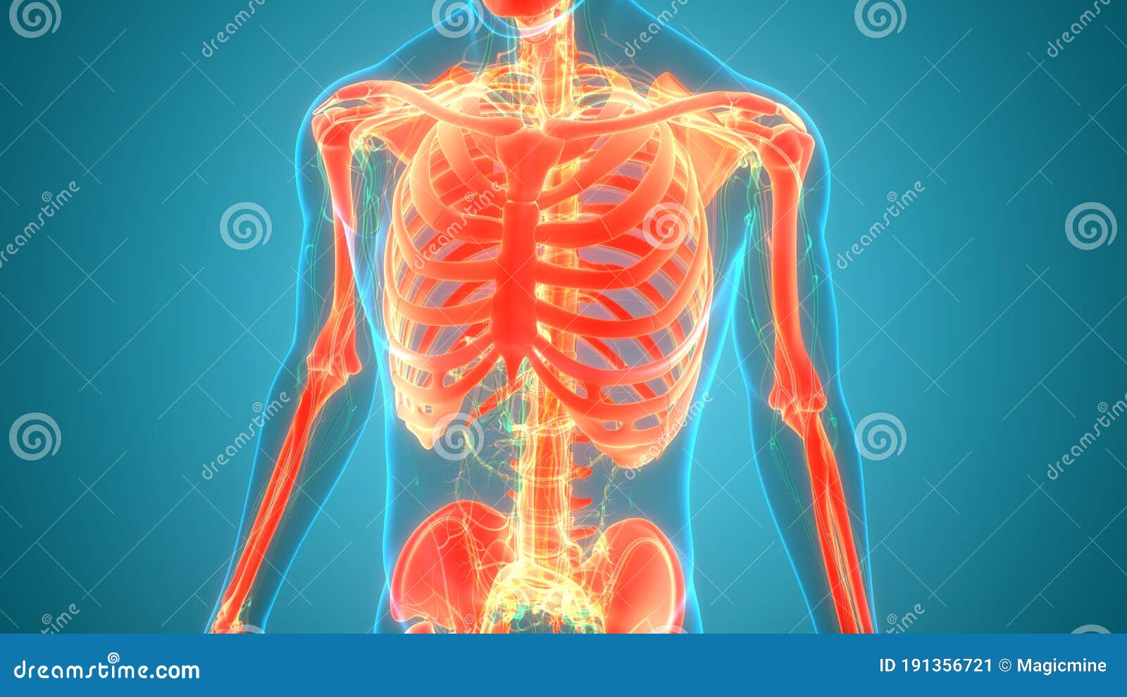 Human Skeleton System Bone Joints Anatomy Stock Illustration ...