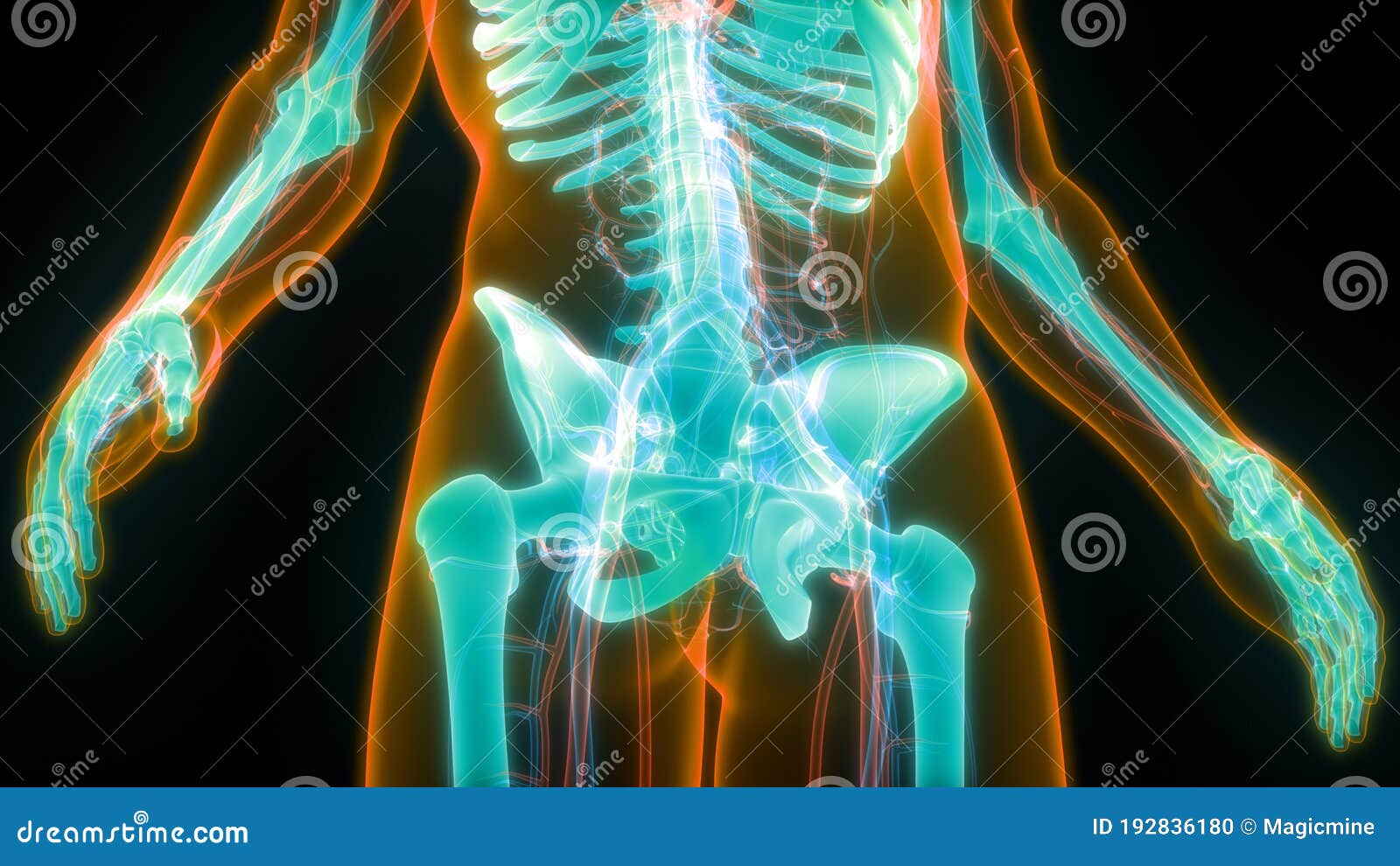 Human Skeleton System Bone Joints Anatomy Stock Illustration ...