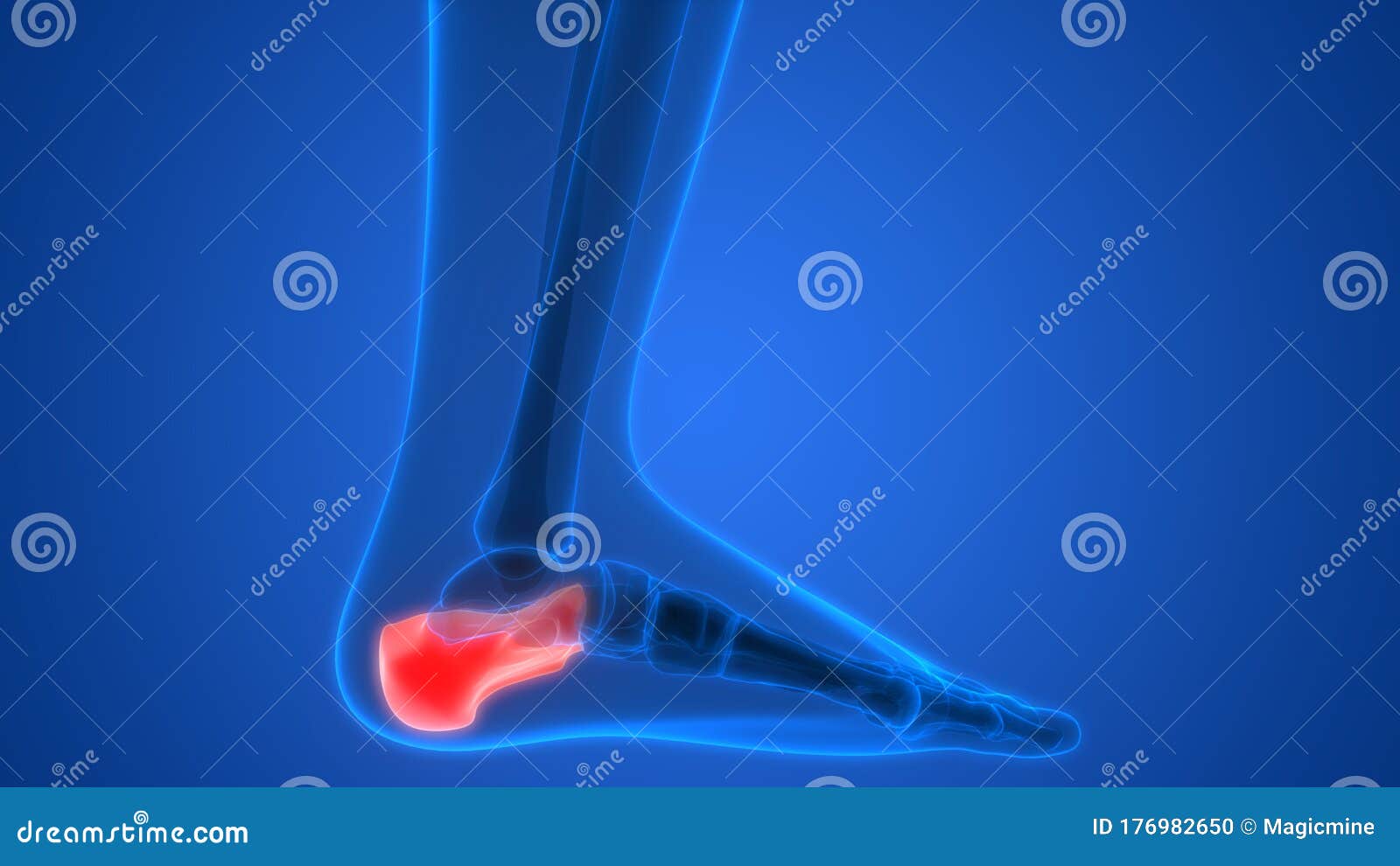 Human Skeleton System Calcaneus Bone Joints Anatomy Stock Illustration ...