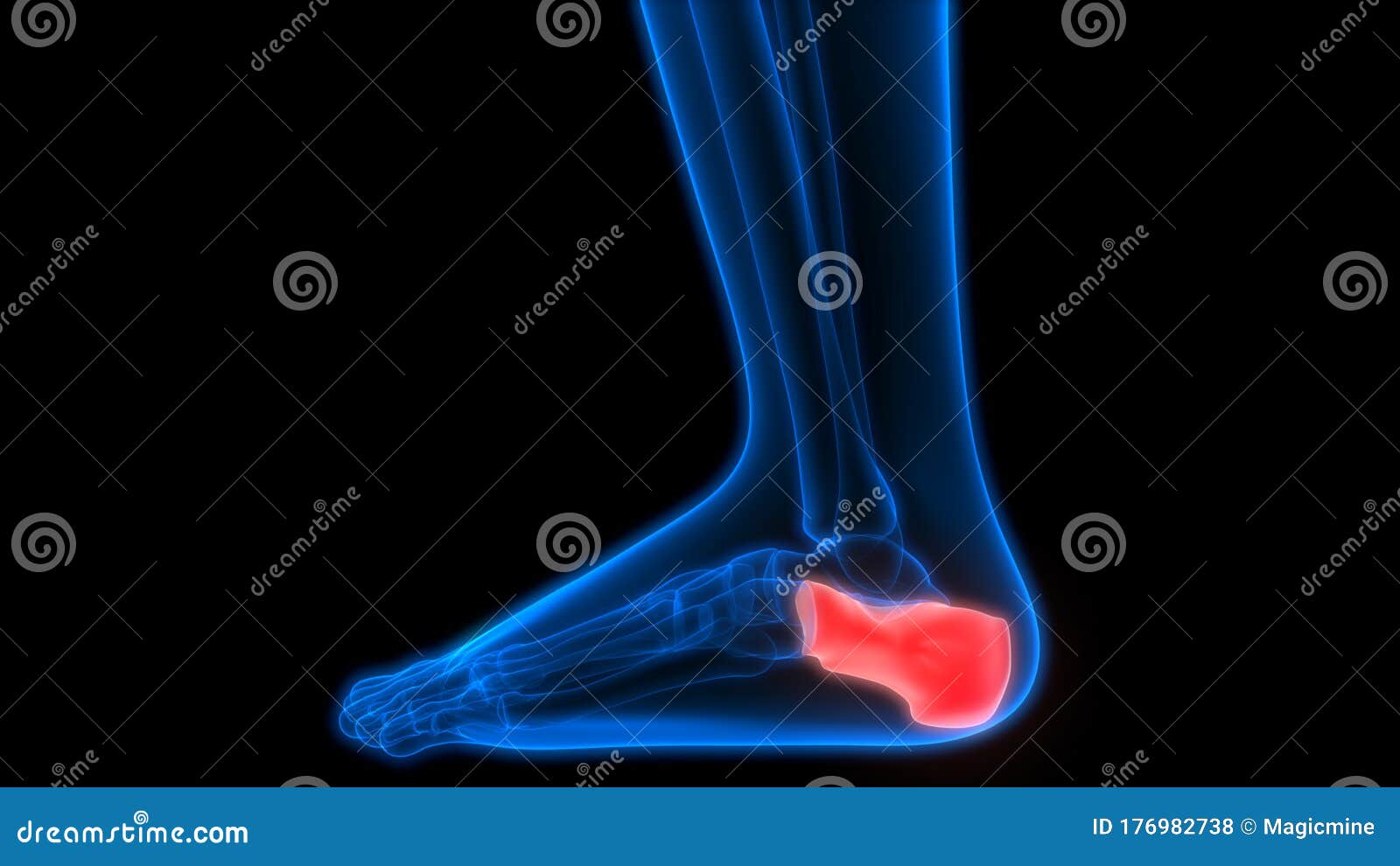 Human Skeleton System Calcaneus Bone Joints Anatomy Stock Illustration ...