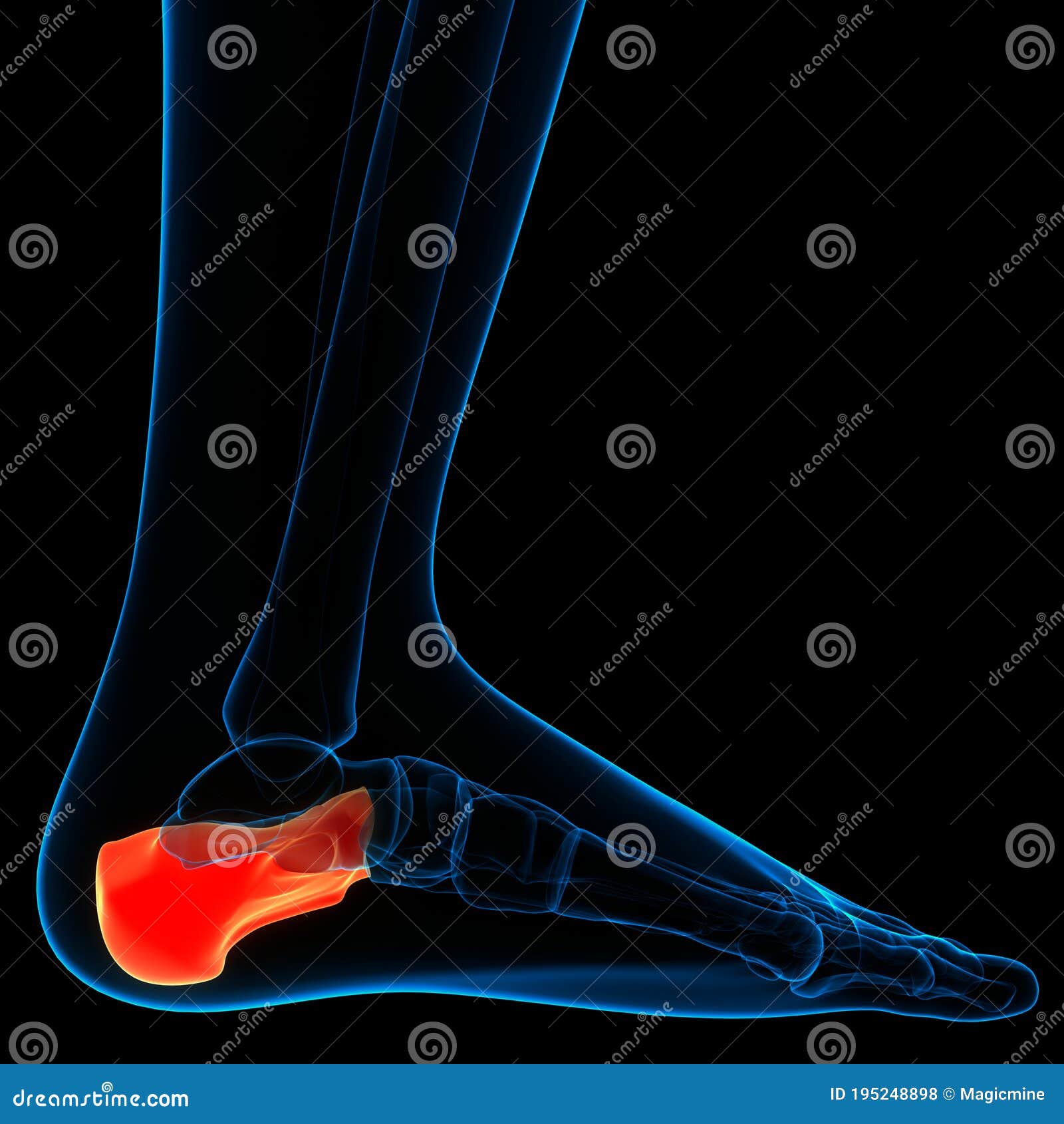 Human Skeleton System Calcaneus Bone Joints Anatomy Stock Photo ...