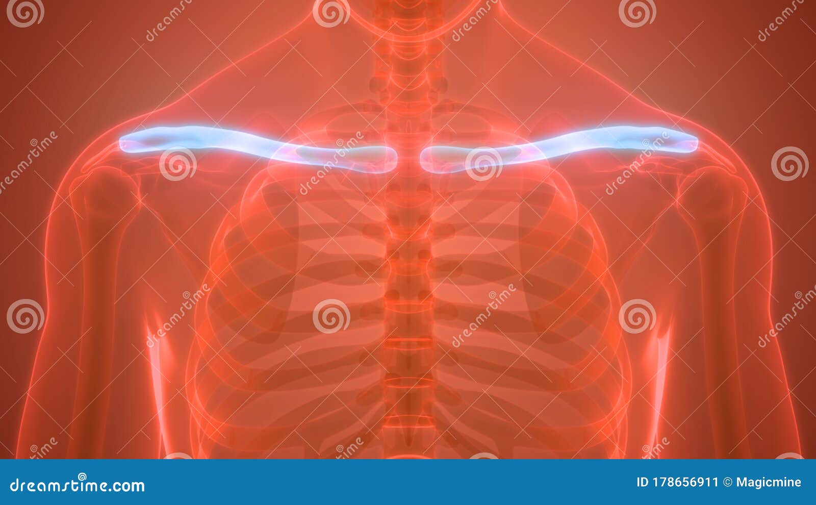 Human Skeleton System Clavicle Bone Joints Anatomy Stock Illustration ...
