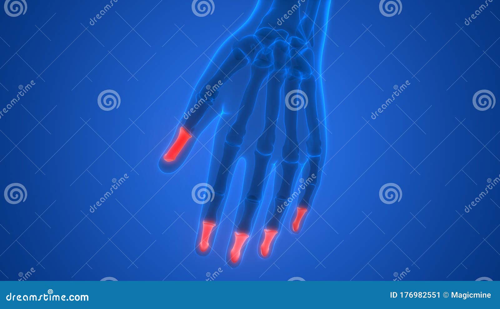 Human Skeleton System Distal Phalanges Joints Anatomy Stock ...