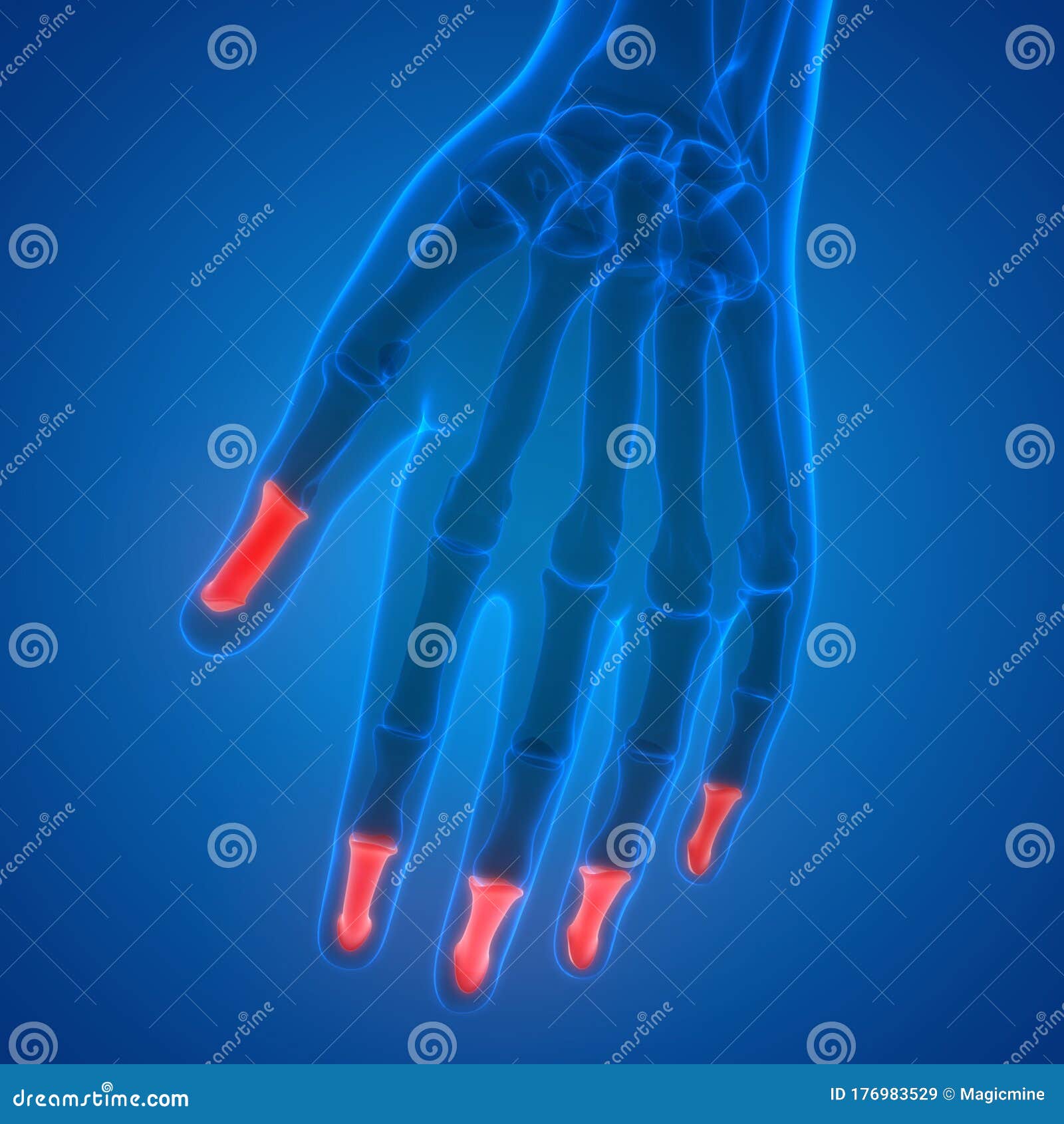 Human Skeleton System Distal Phalanges Joints Anatomy Stock ...