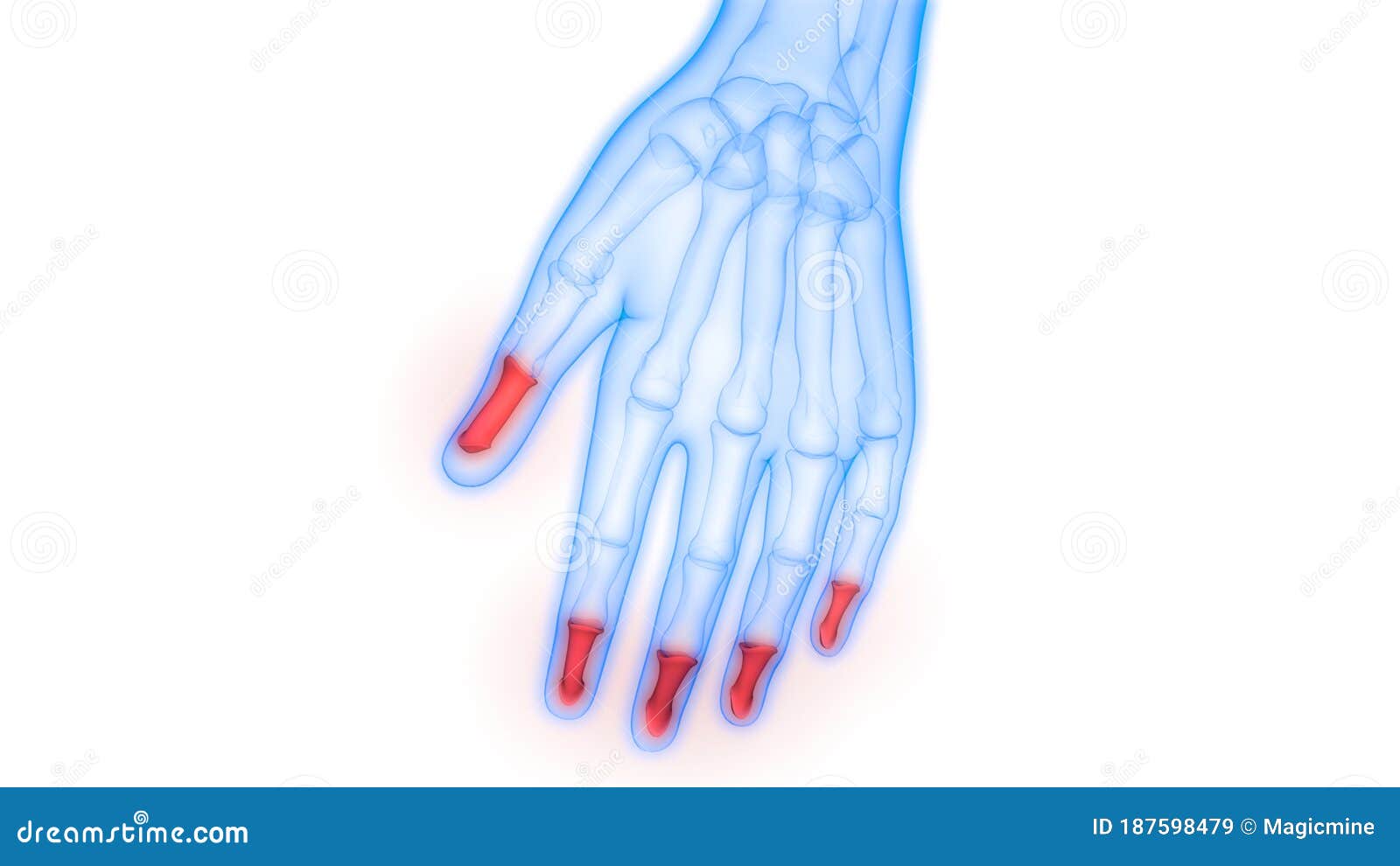 Human Skeleton System Distal Phalanges Joints Anatomy Stock ...