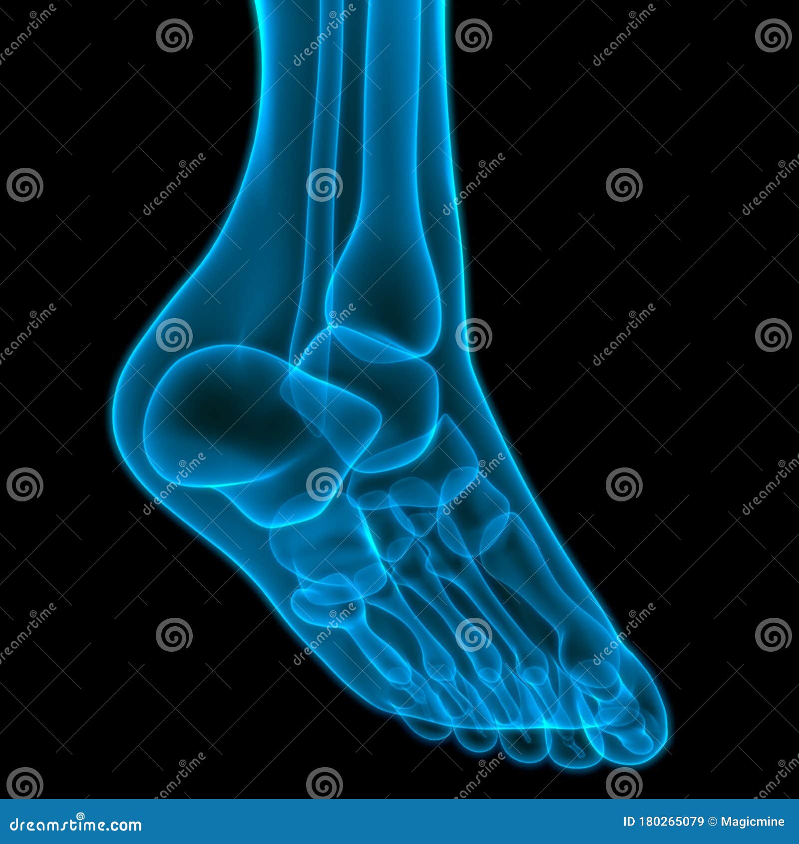 Human Skeleton System Foot Bone Joints Anatomy Stock Illustration ...
