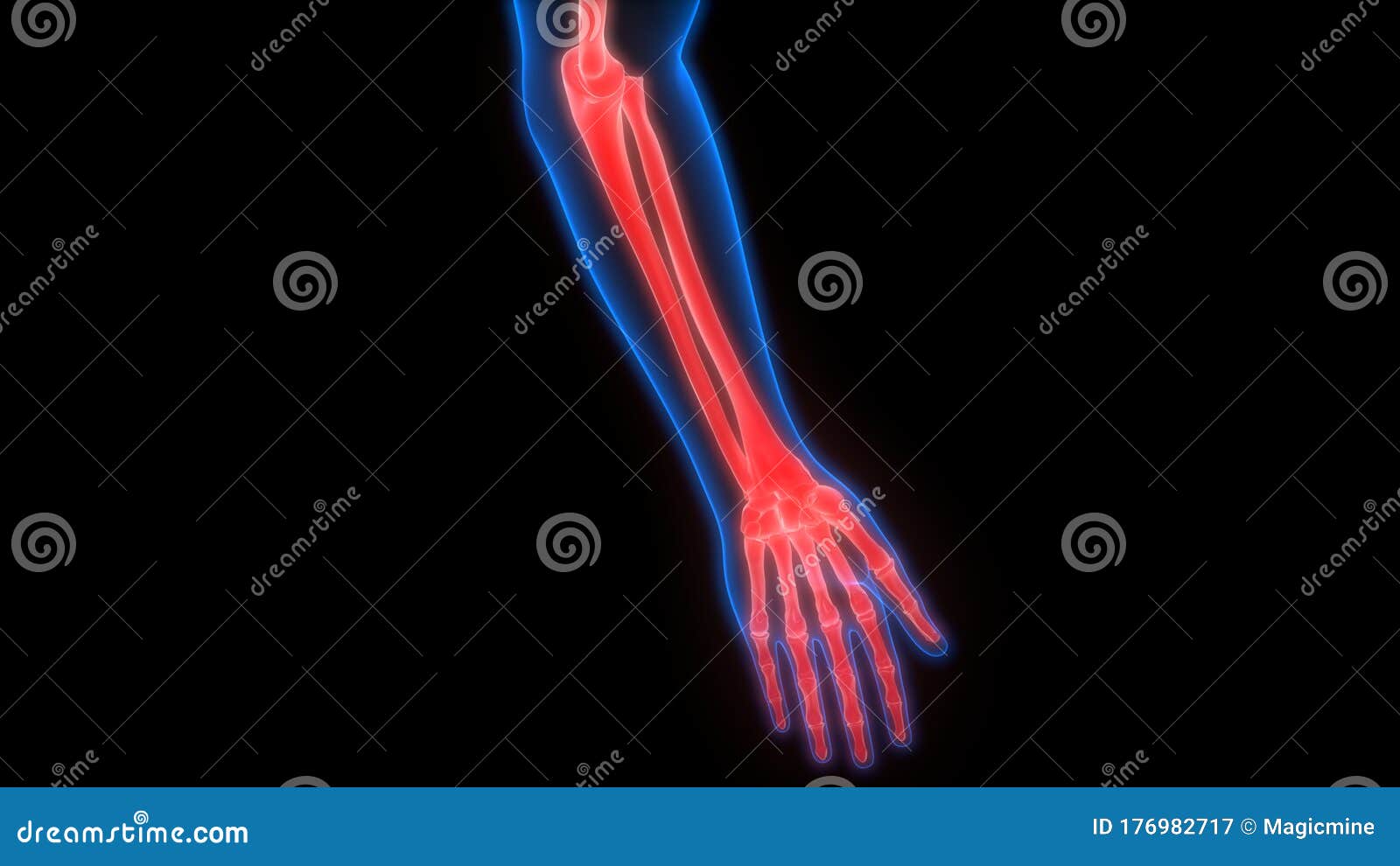 Human Skeleton System Hand Bone Joints Anatomy Stock Illustration ...