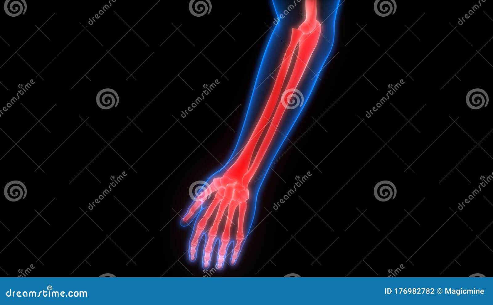 Human Skeleton System Hand Bone Joints Anatomy Stock Illustration ...