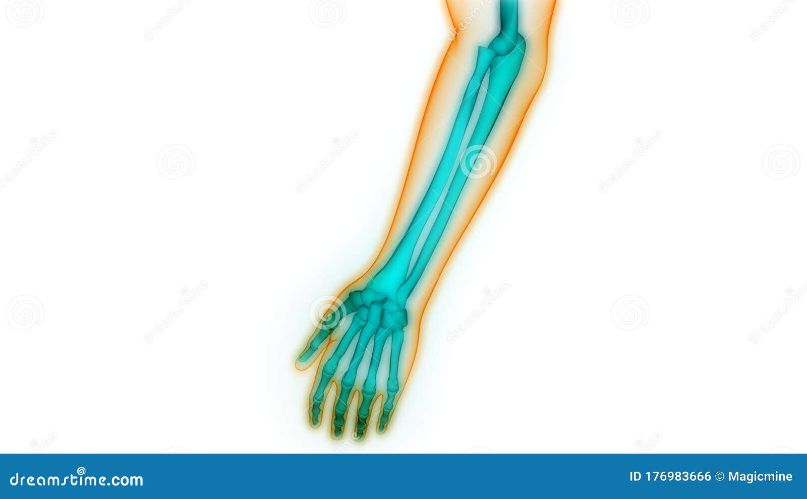 Human Skeleton System Hand Bone Joints Anatomy Stock Illustration ...