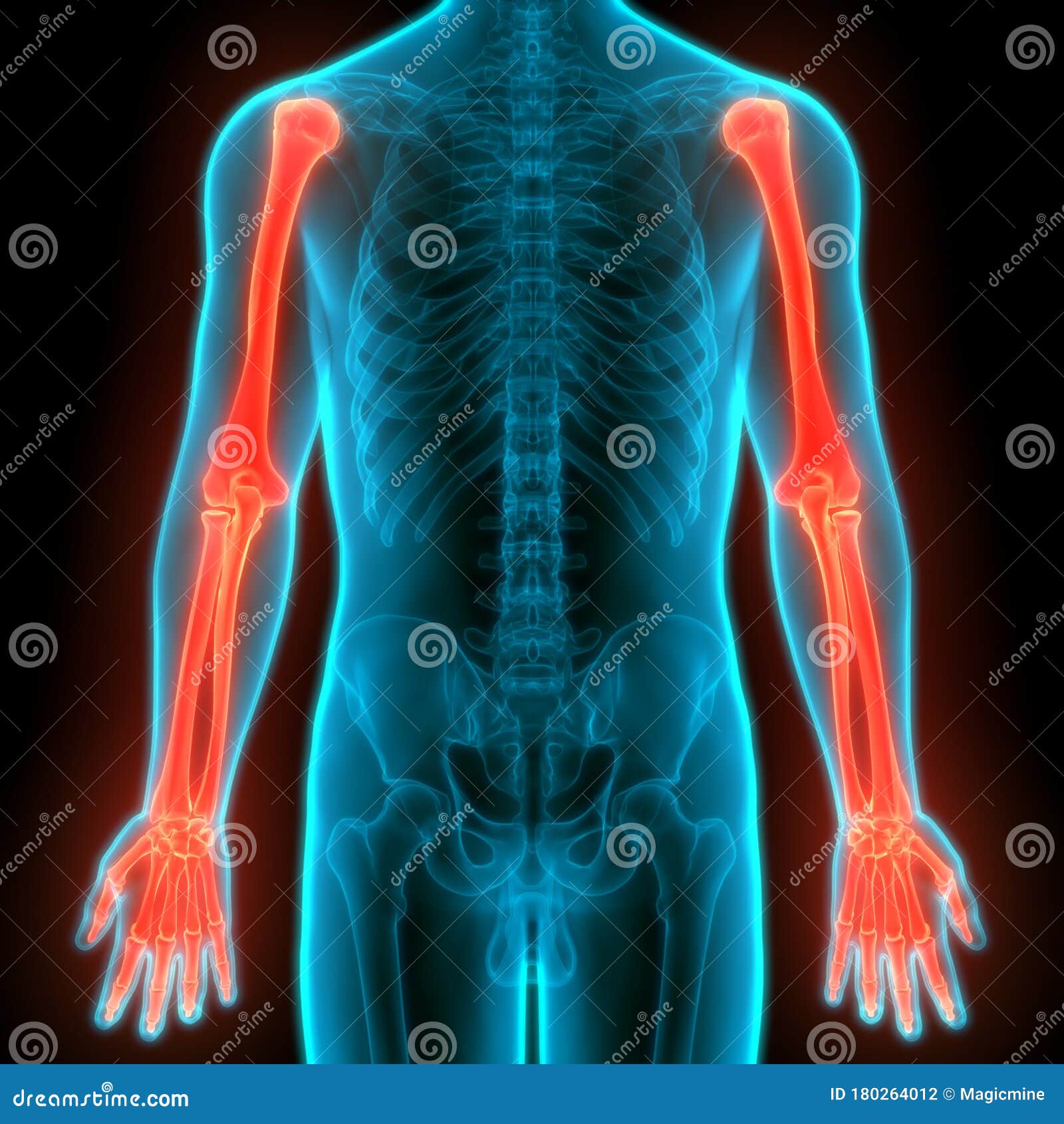 Human Skeleton System Hand Bone Joints Anatomy Stock Illustration ...