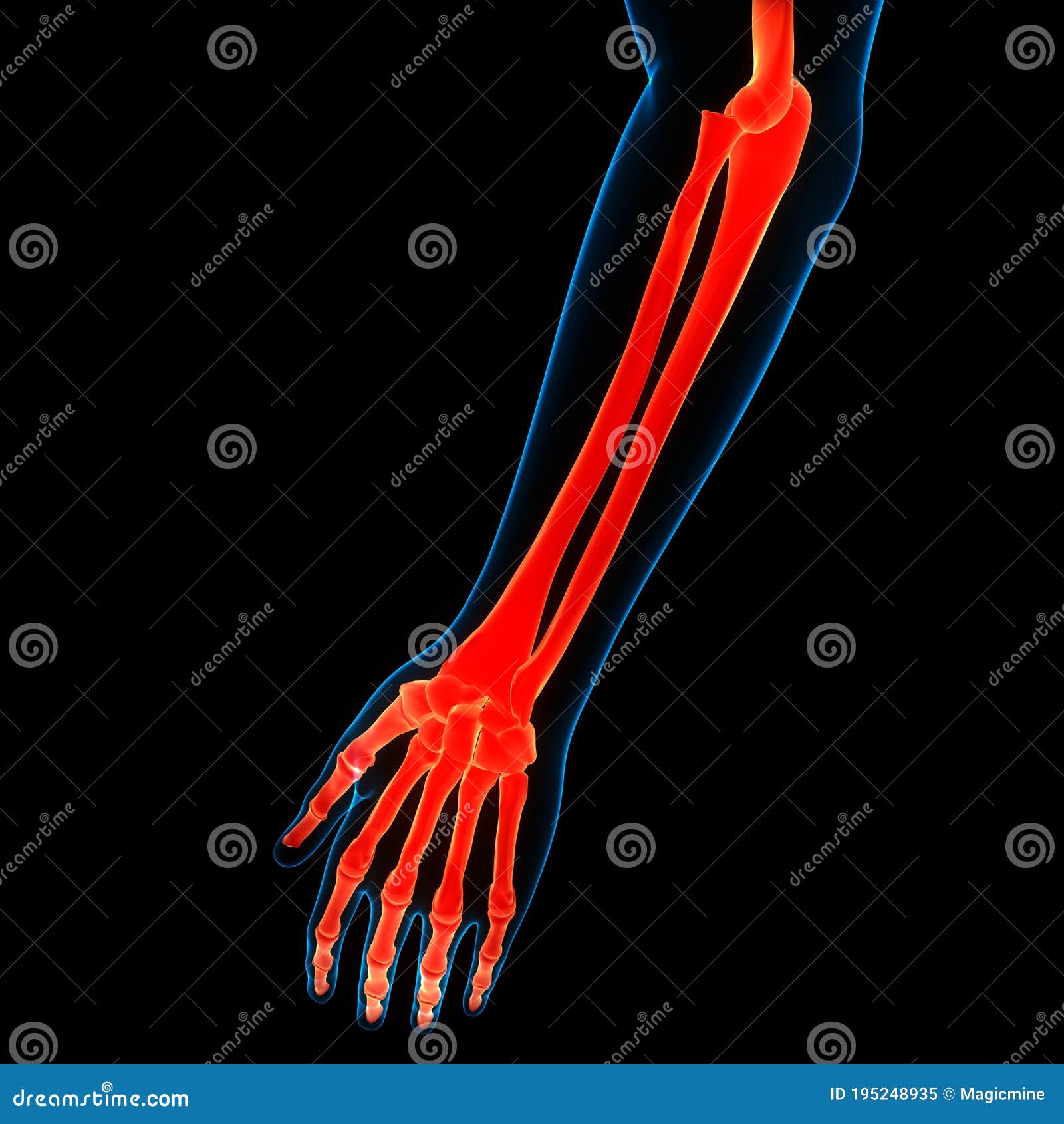 Human Skeleton System Hand Bone Joints Anatomy Stock Illustration ...