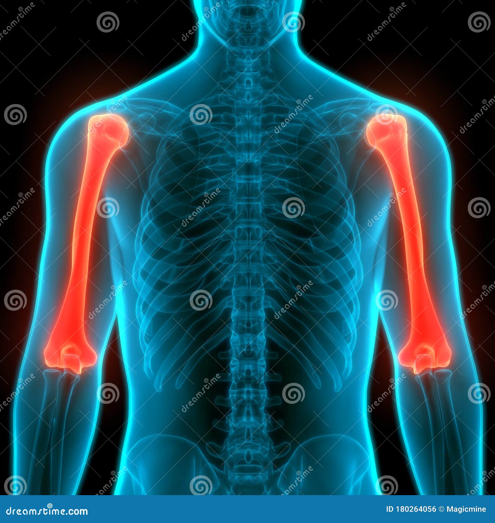 Human Skeleton System Humerus Bone Joints Anatomy Stock Illustration ...