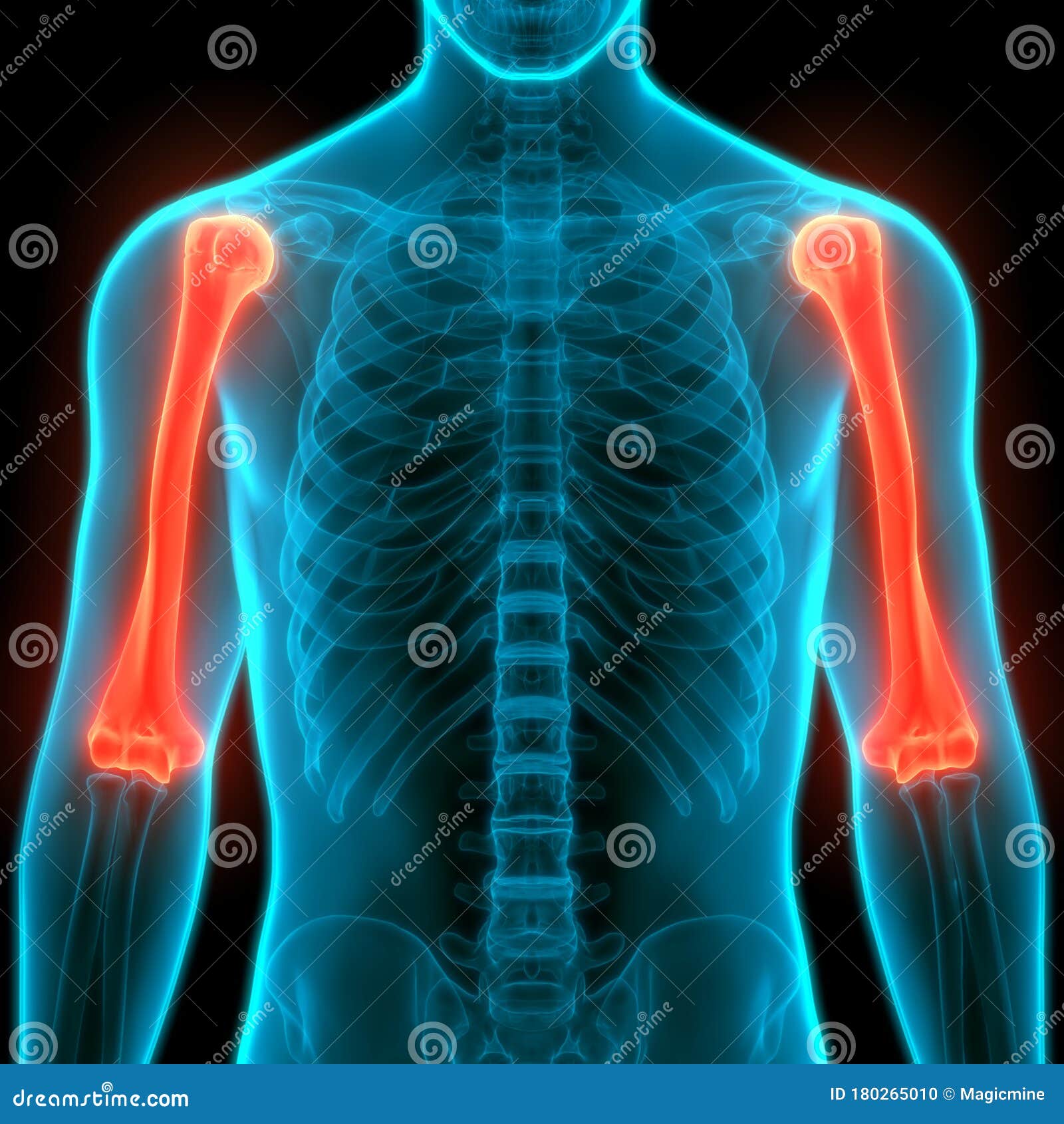 Humerus X-ray. Osteology Of The Human Skeleton, Arm Or Upper Limb Bones ...
