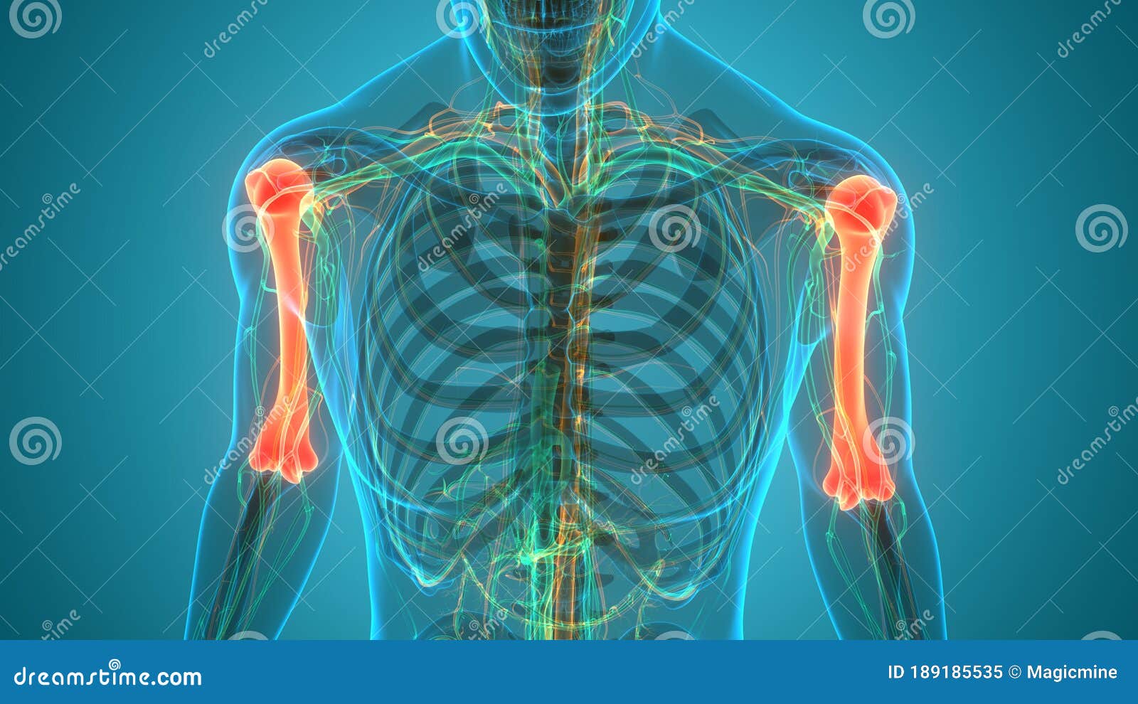 Human Skeleton System Humerus Bone Joints Anatomy Stock Illustration ...