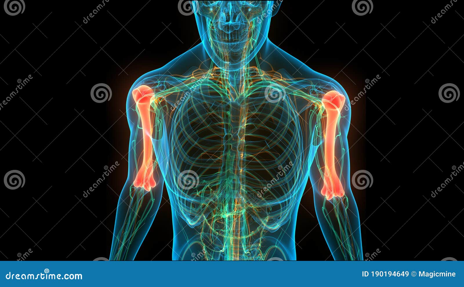 Human Skeleton System Humerus Bone Joints Anatomy Stock Illustration ...
