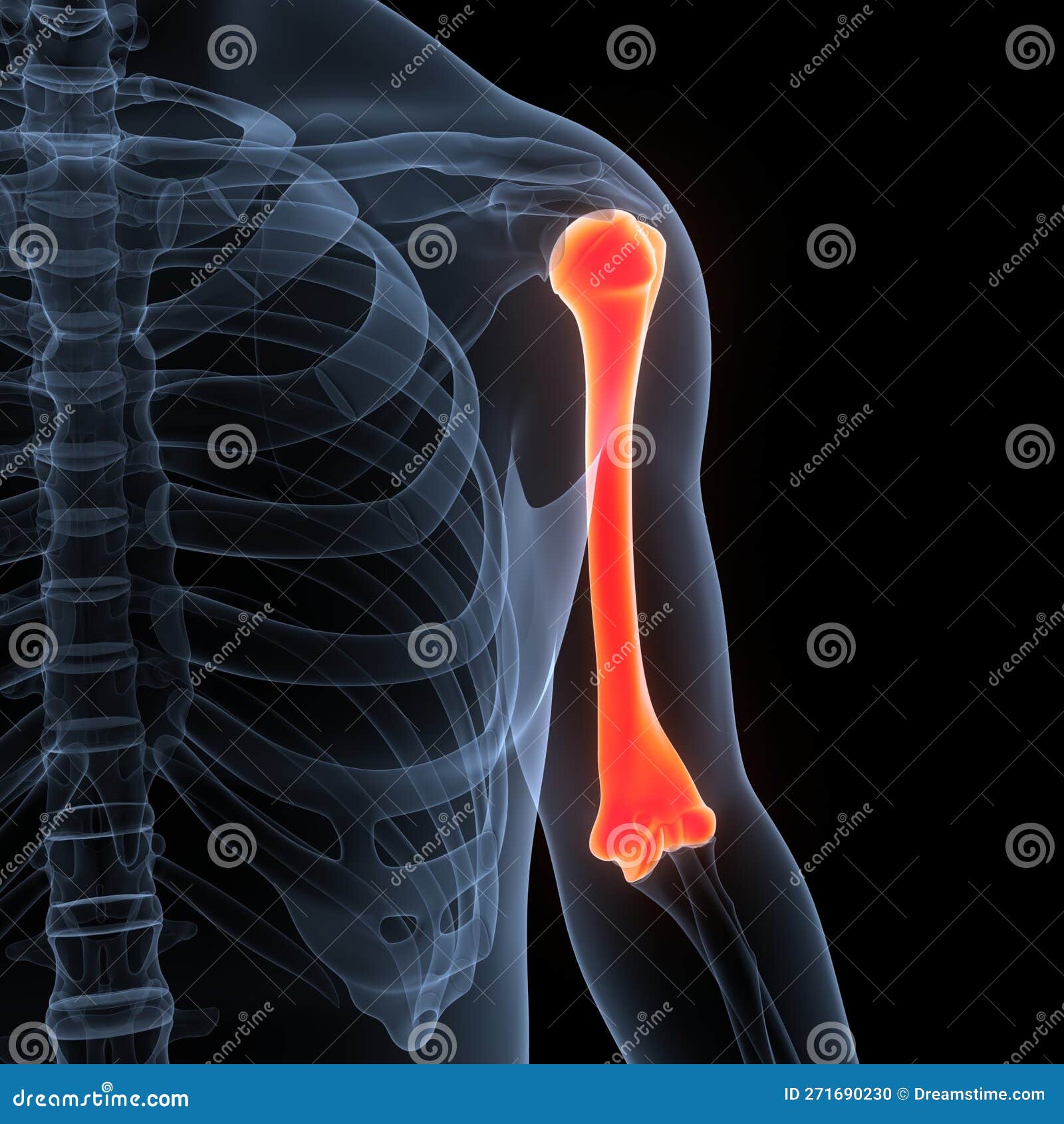Human Skeleton System Humerus Bone Joints Anatomy Stock Photo ...